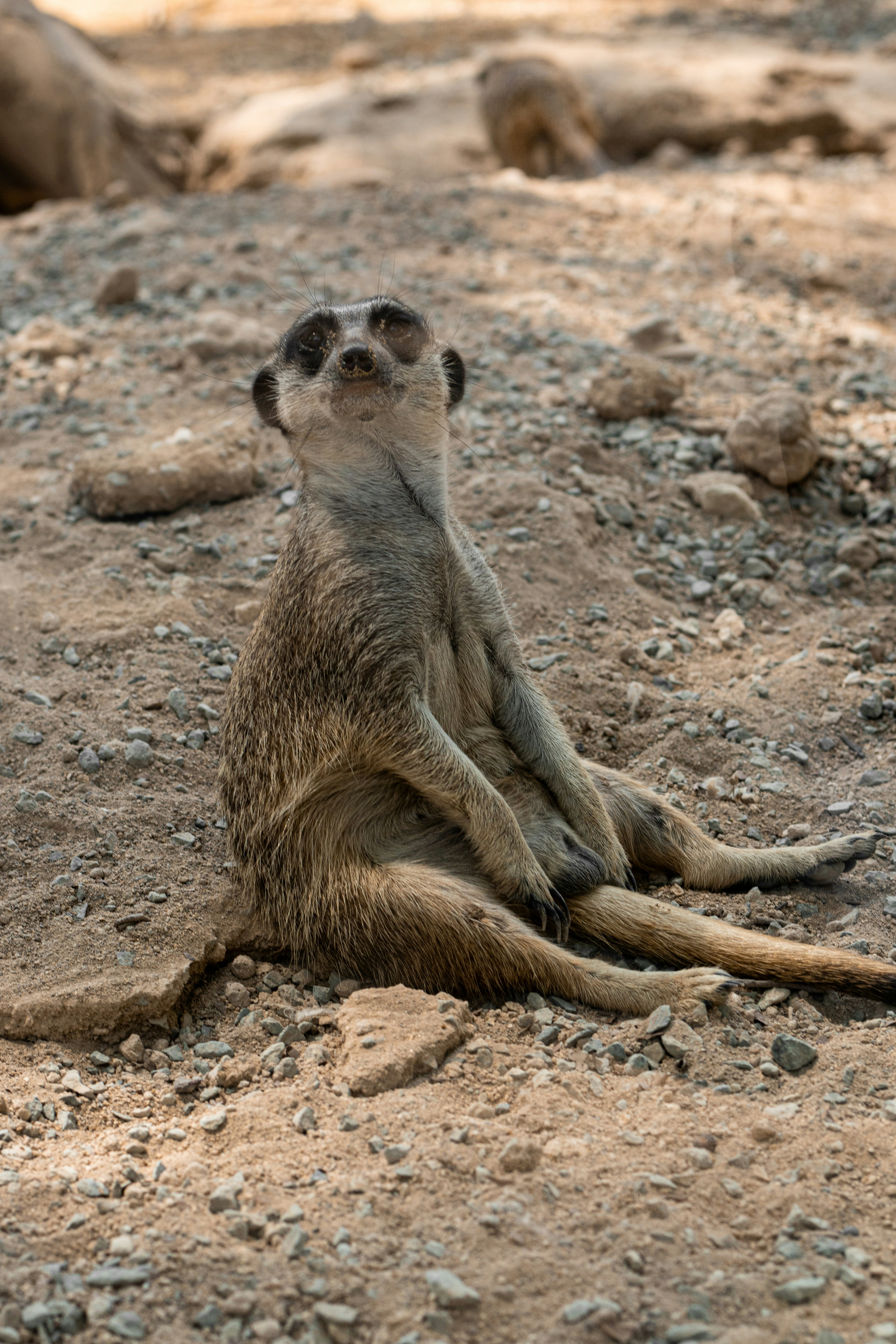 Pebble-Stage Curiosity: A Meerkat Pauses in Dusty Light