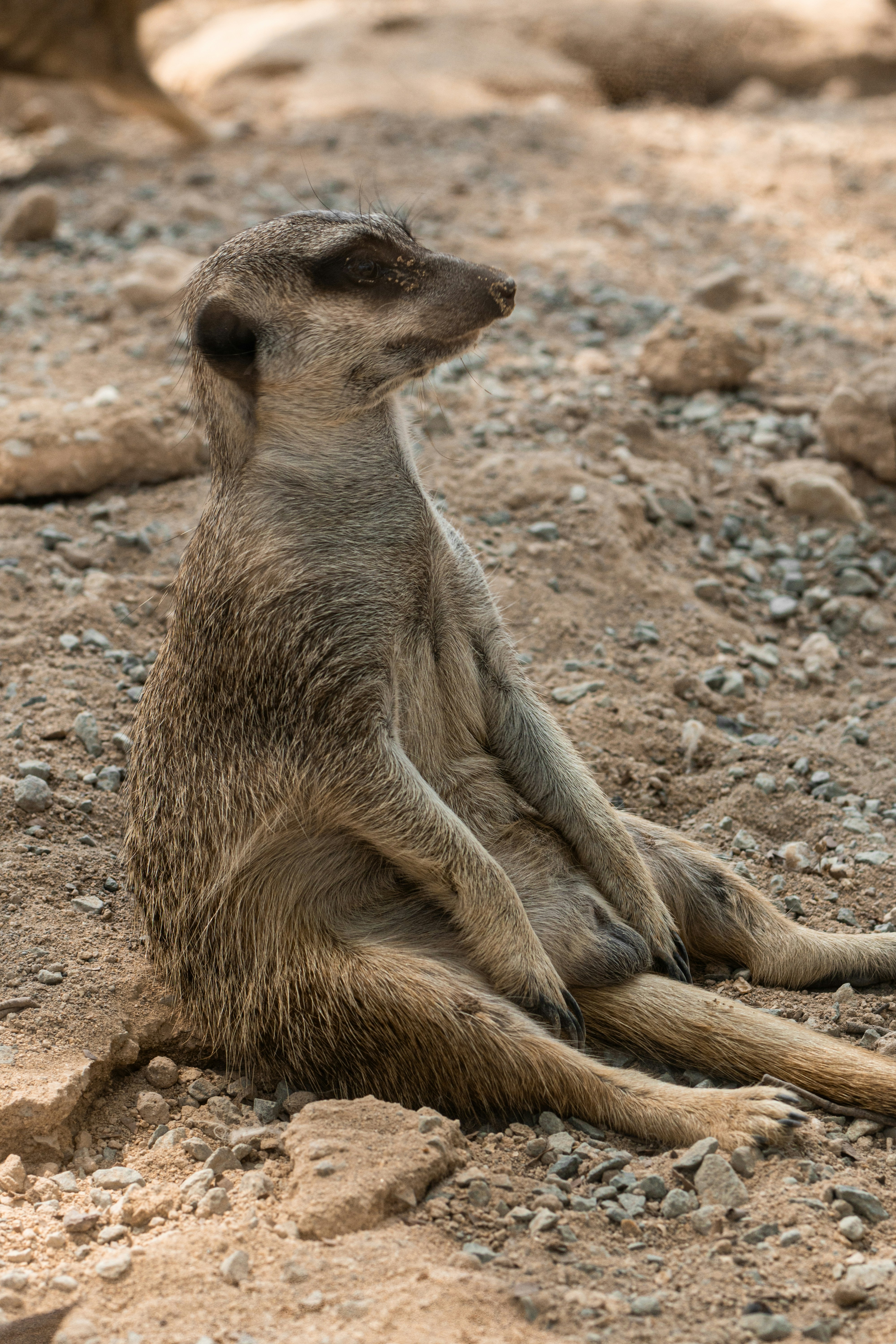 Curious Meerkat Seated Portrait on Shaded Pebbles