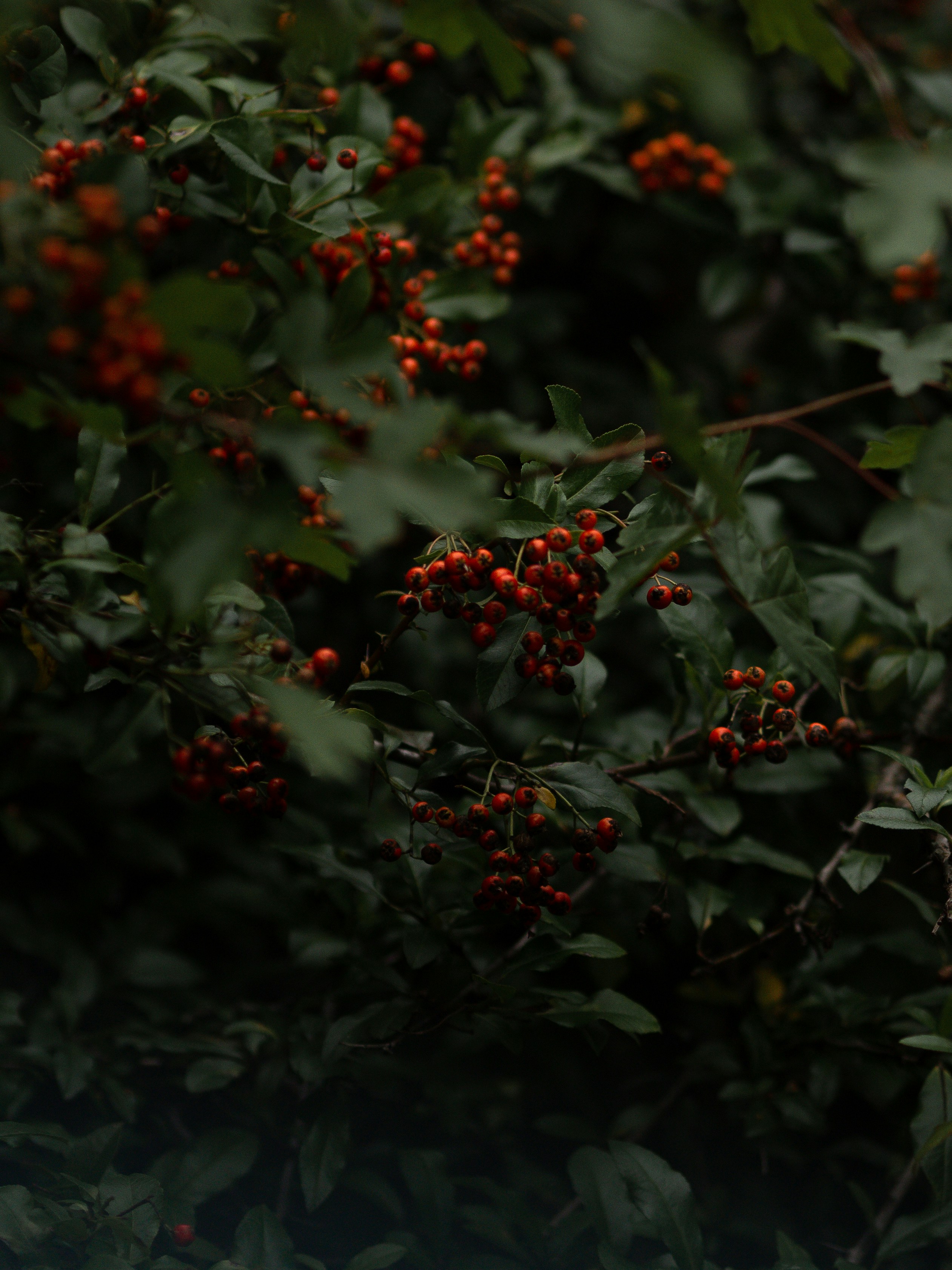 Crimson Clusters in a Velvet-dark Holly Thicket
