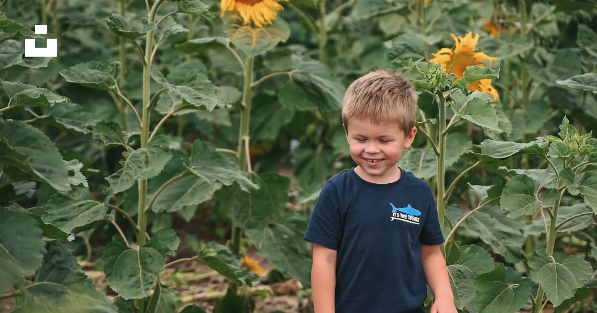 Un Jeune Garçon Debout Dans Un Champ De Tournesols Photo Photo Herbes