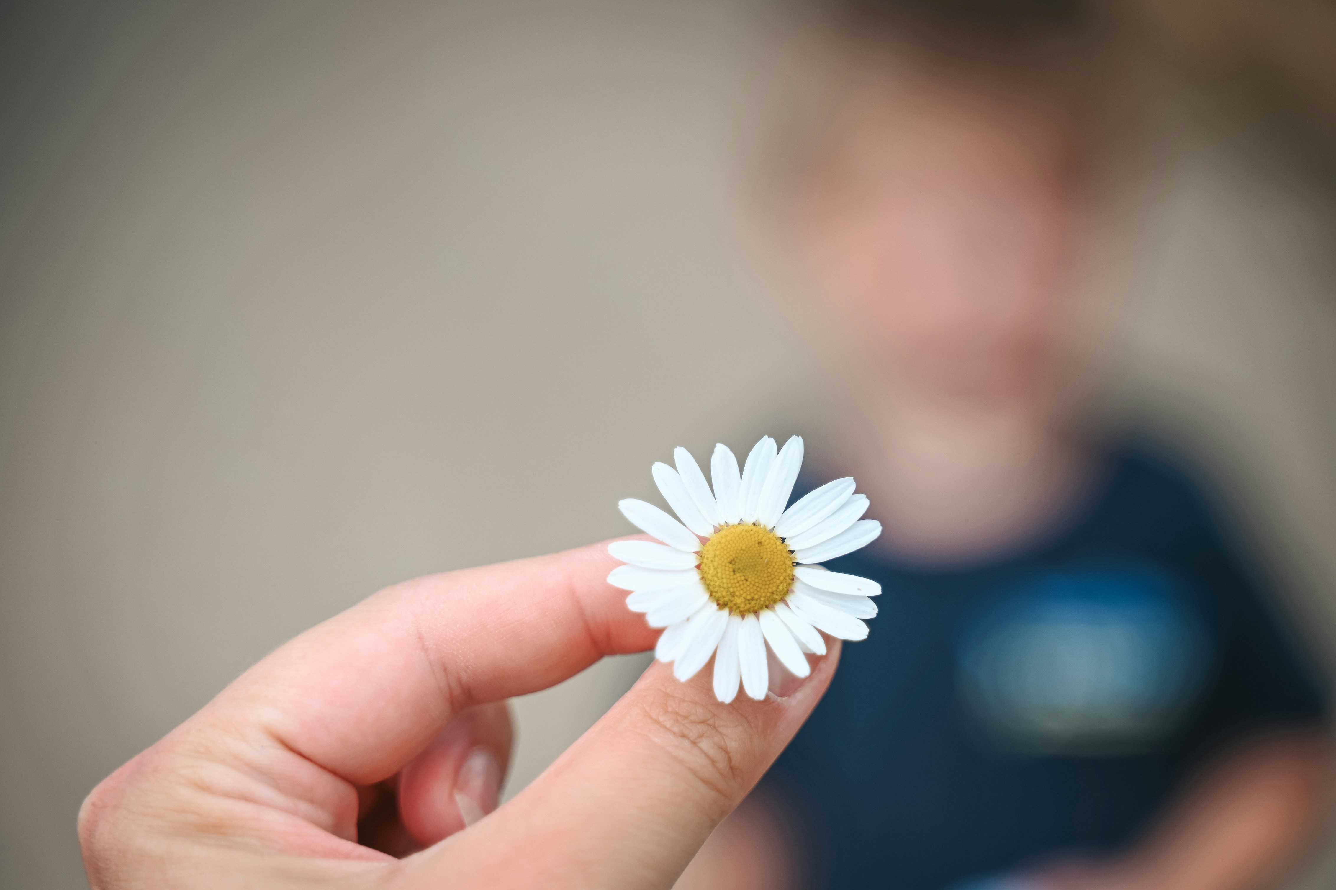A person holding a small white flower in their hand photo – Free Flower ...