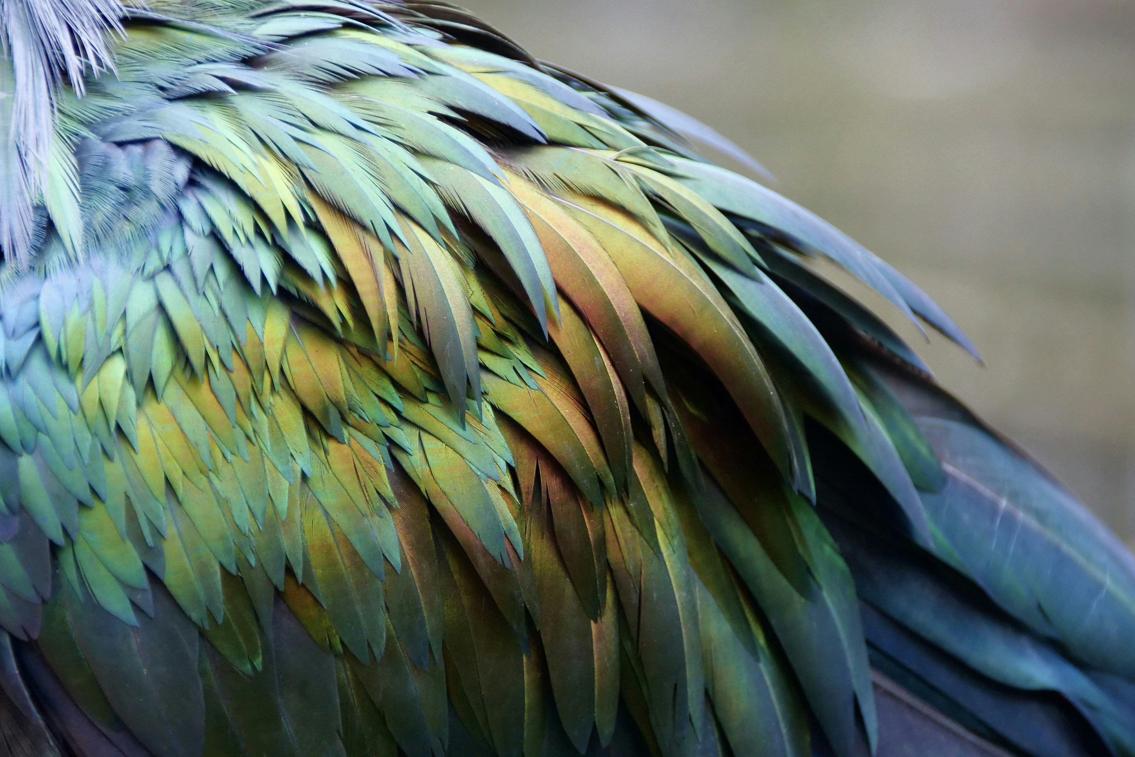A close up of a colorful bird with feathers photo – Free Bird Image on ...