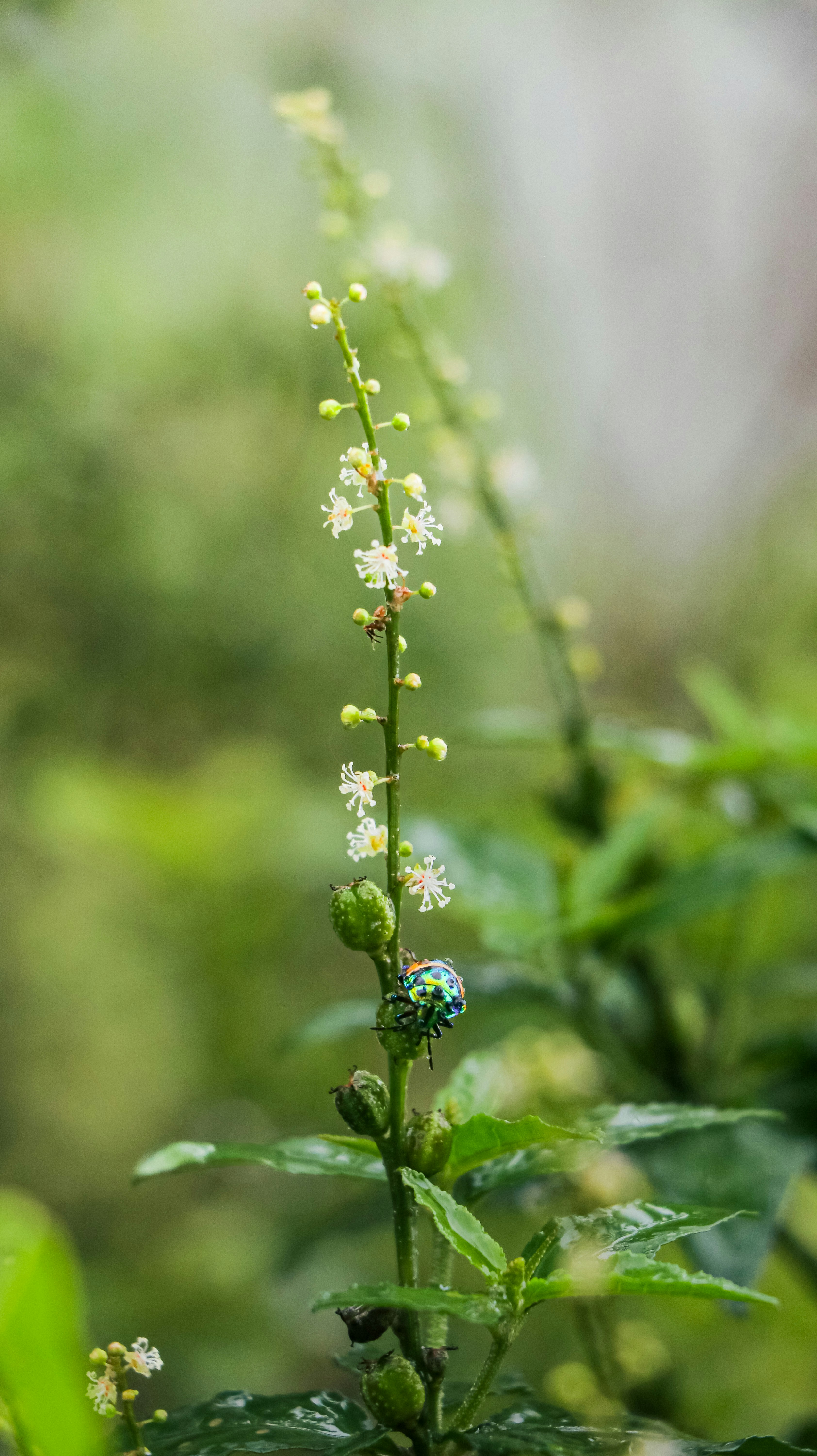 Photo by gaf clickz with Canon EOS 80D