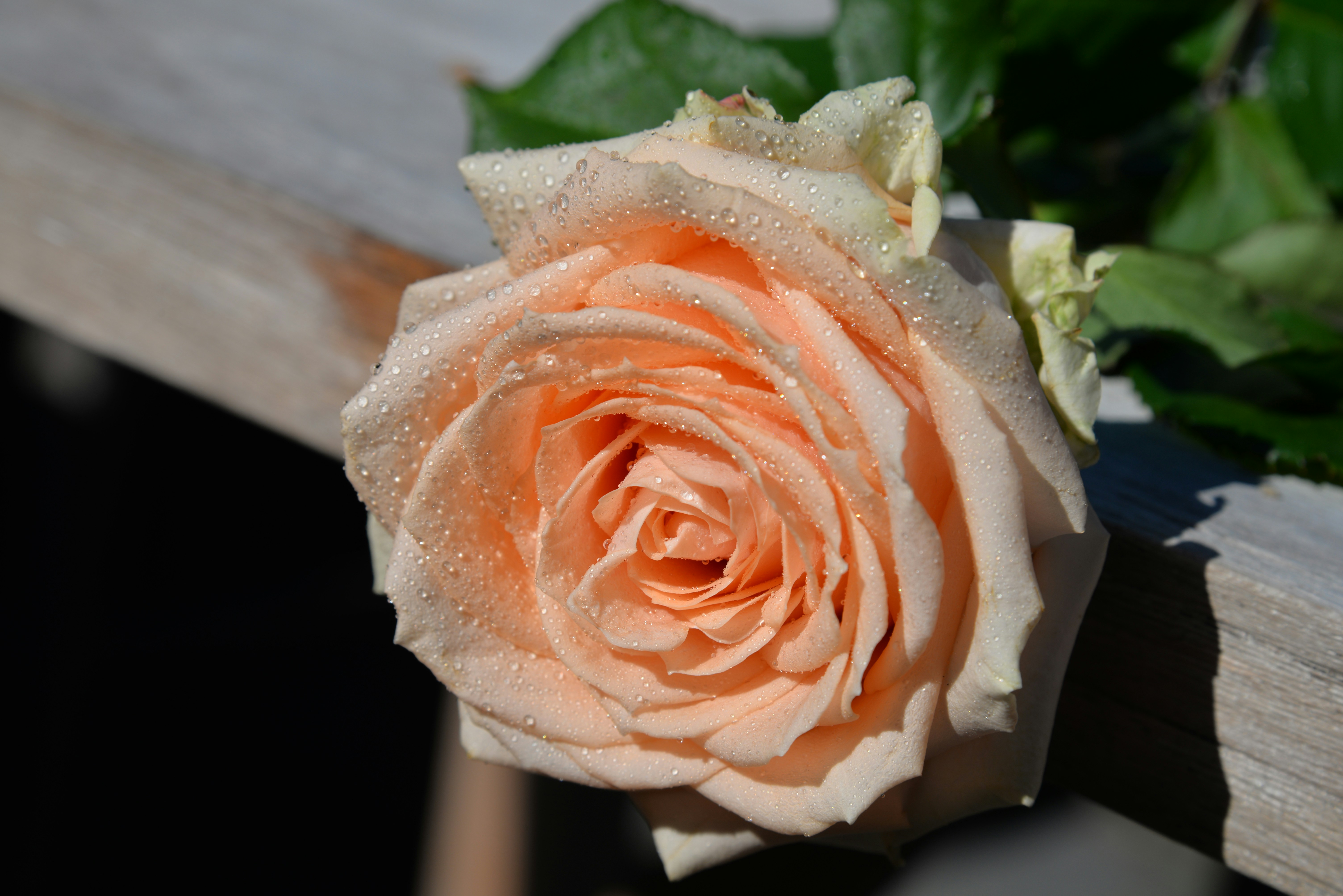 Peach Silk Rose Close-Up: Dew-Kissed Petals Against Weathered Wood