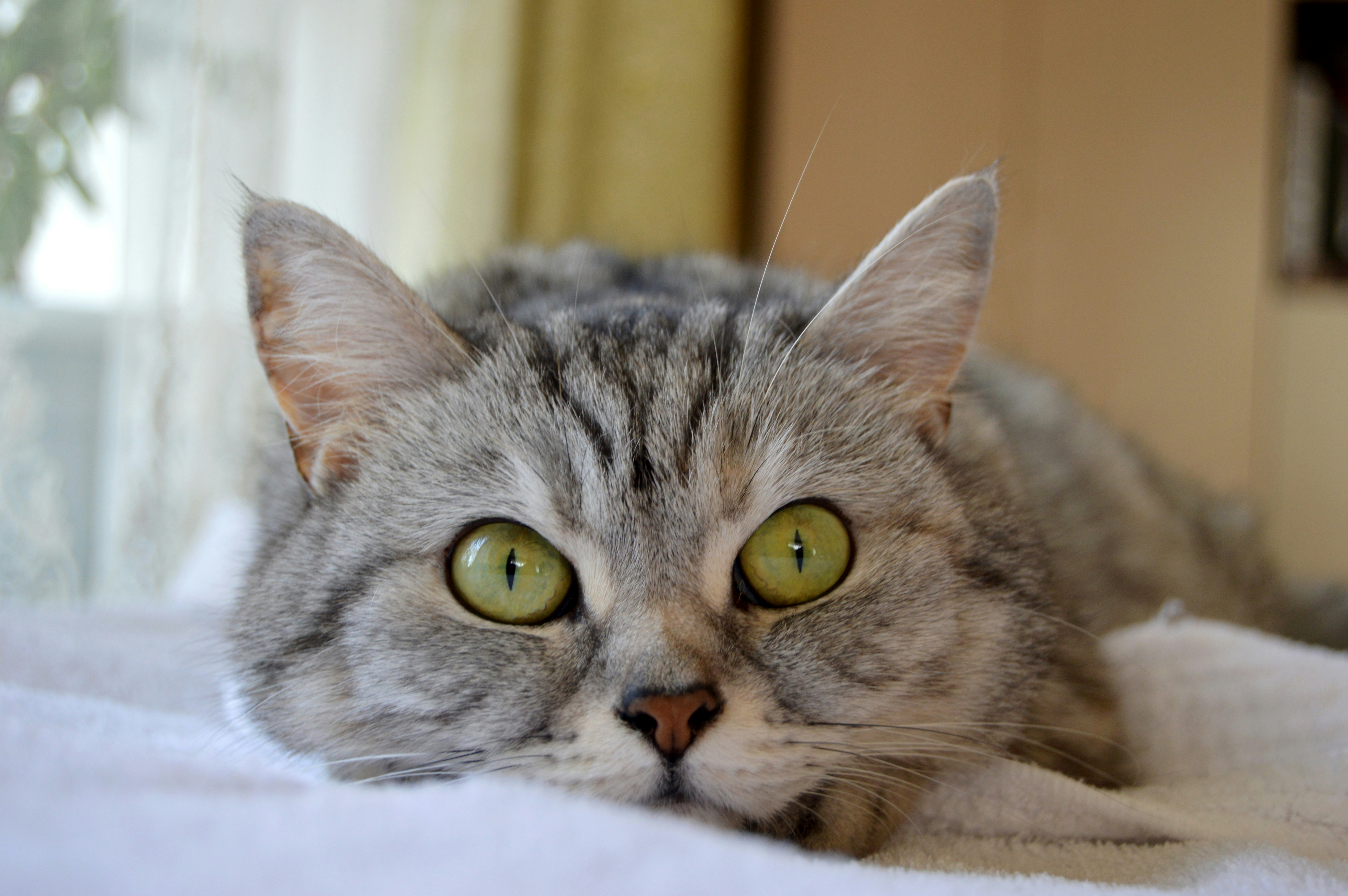 Emerald Gaze on Velvet Gray: Close-Up of a Resting Tabby