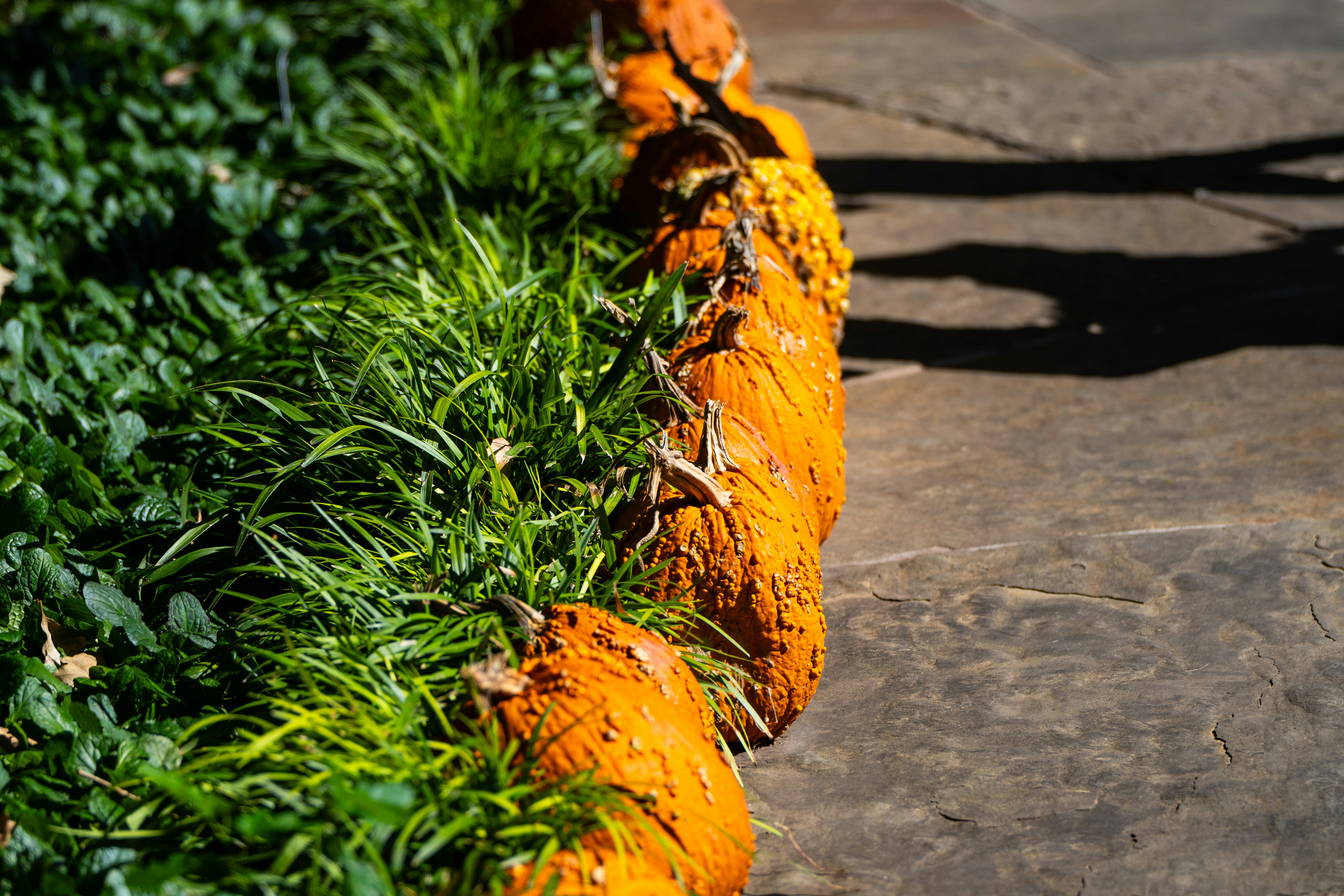 Sunlit Pumpkins Guard the Gravel Path in Autumn Light