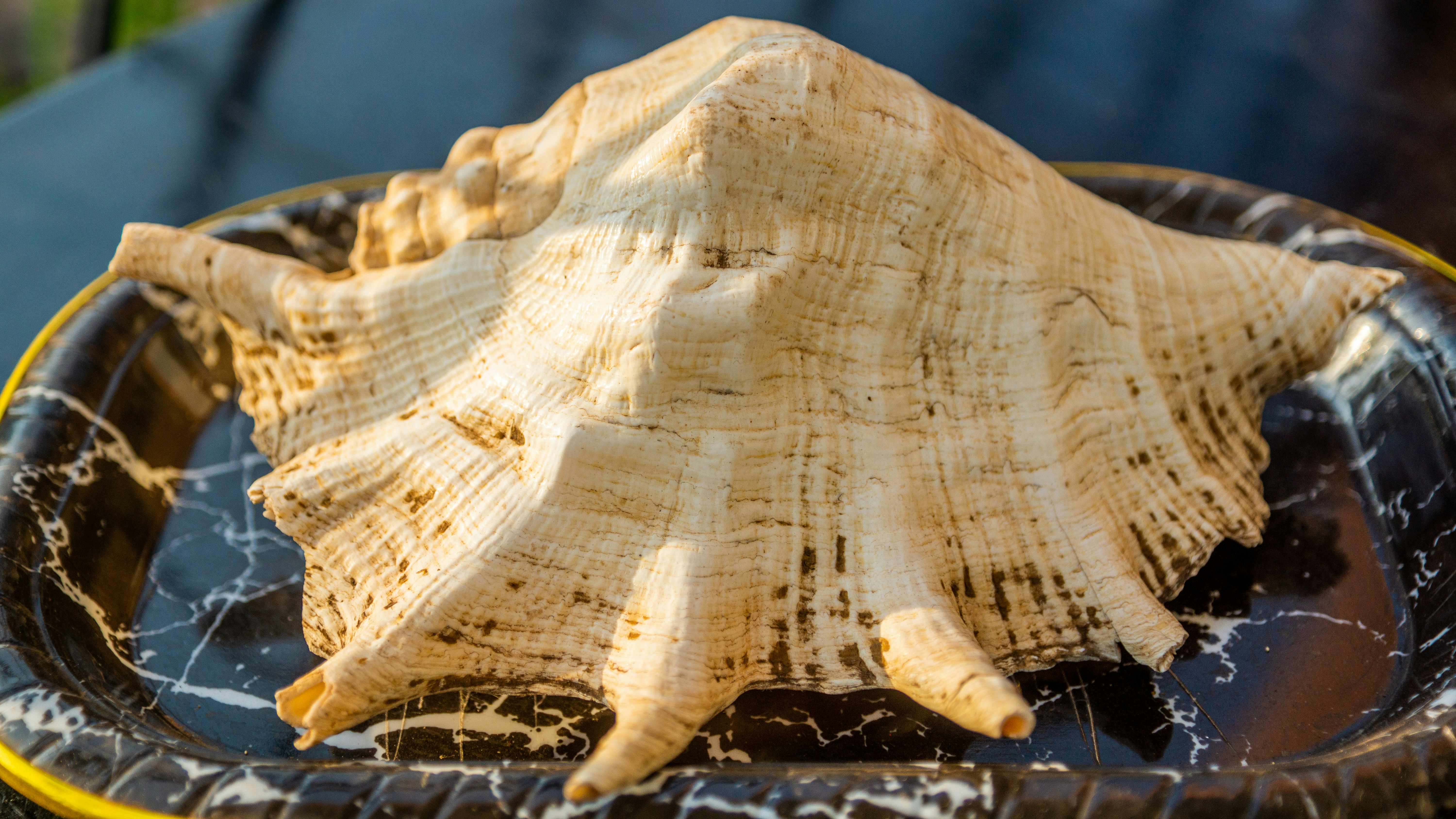 Golden Shell Crown on Marble Theater