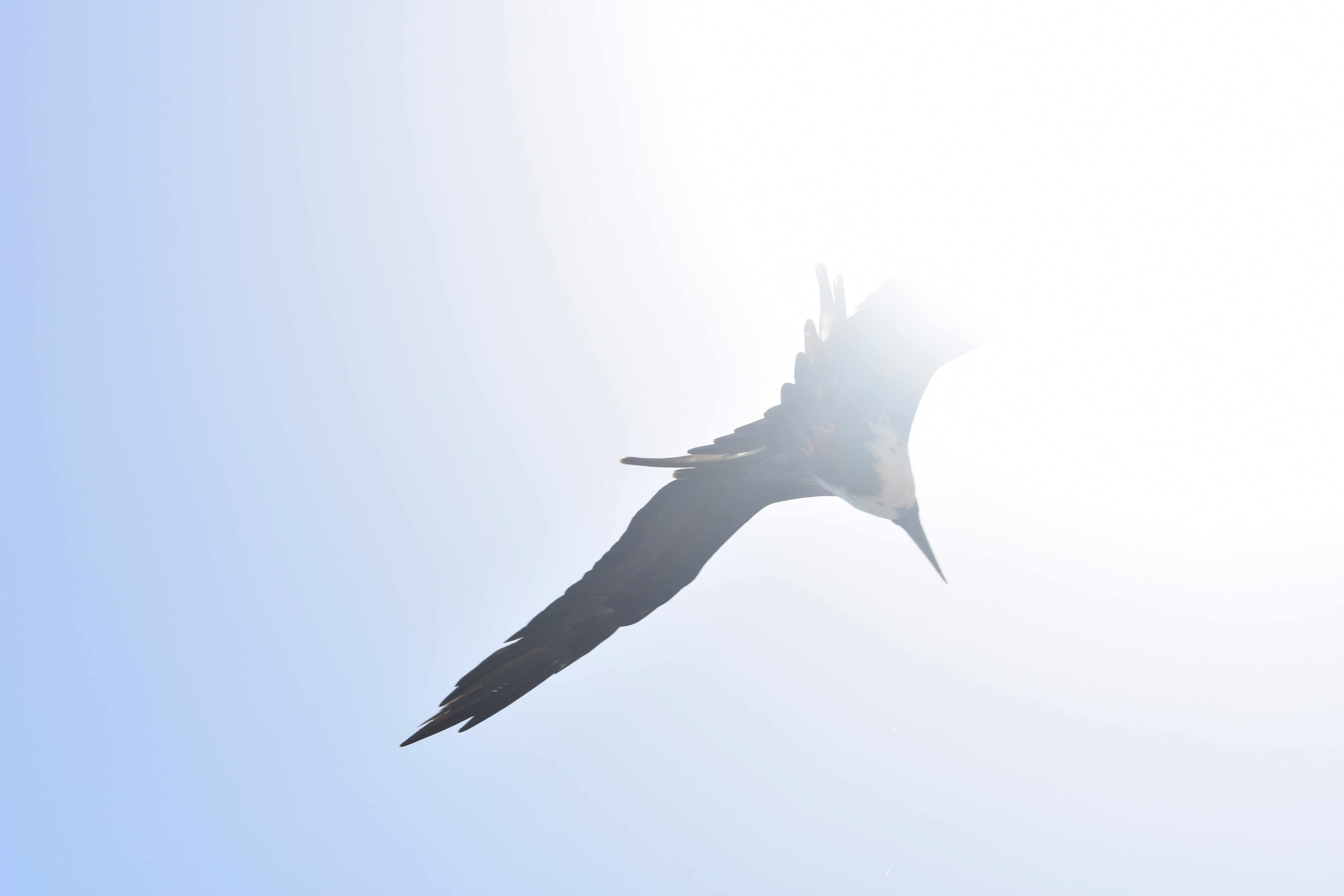 Sunlit Silhouette: A Lone Seabird Gliding Through a Bleached Sky
