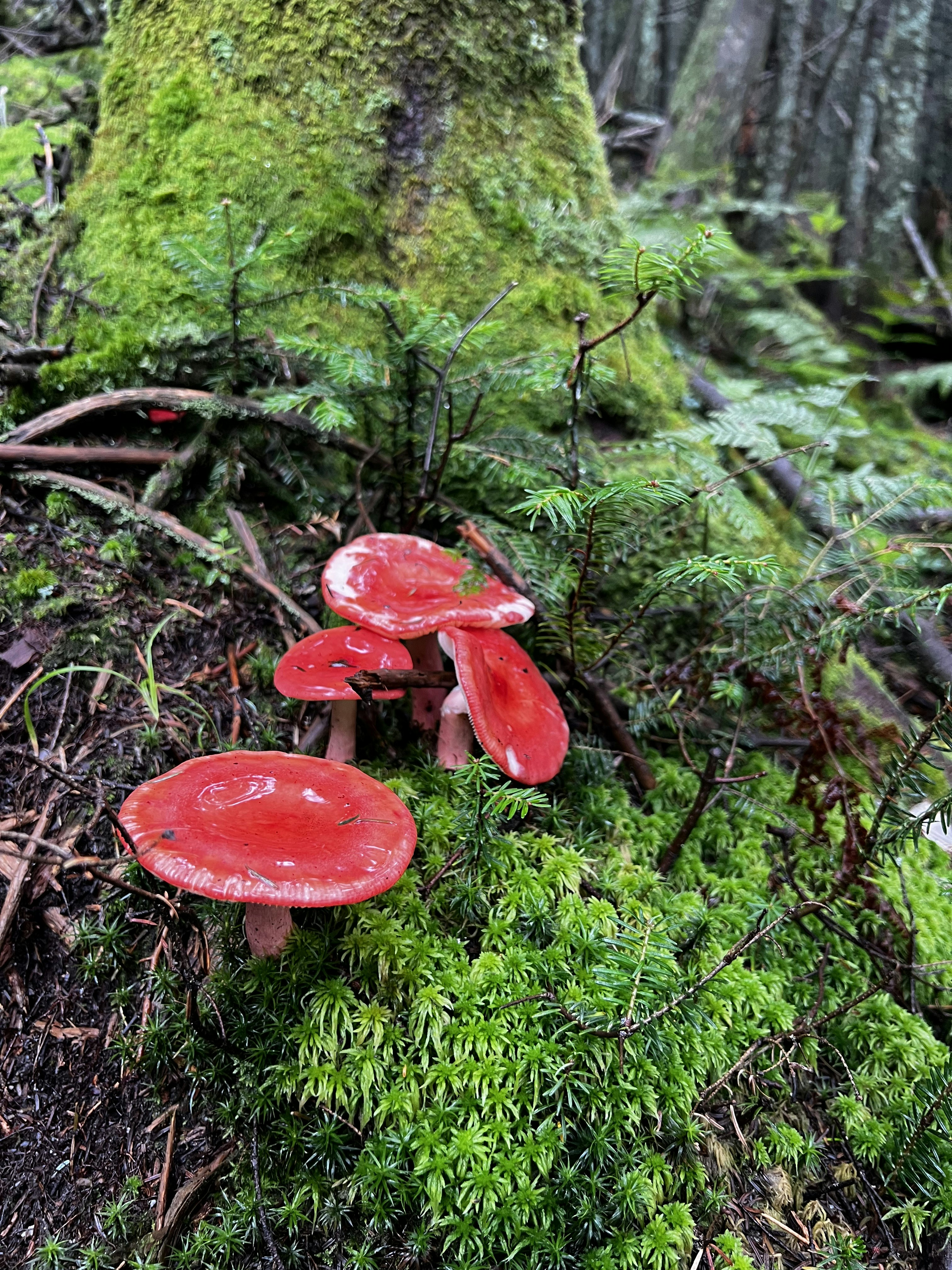 Crimson Fungi Nestle in a Velvet-Moss Forest Floor