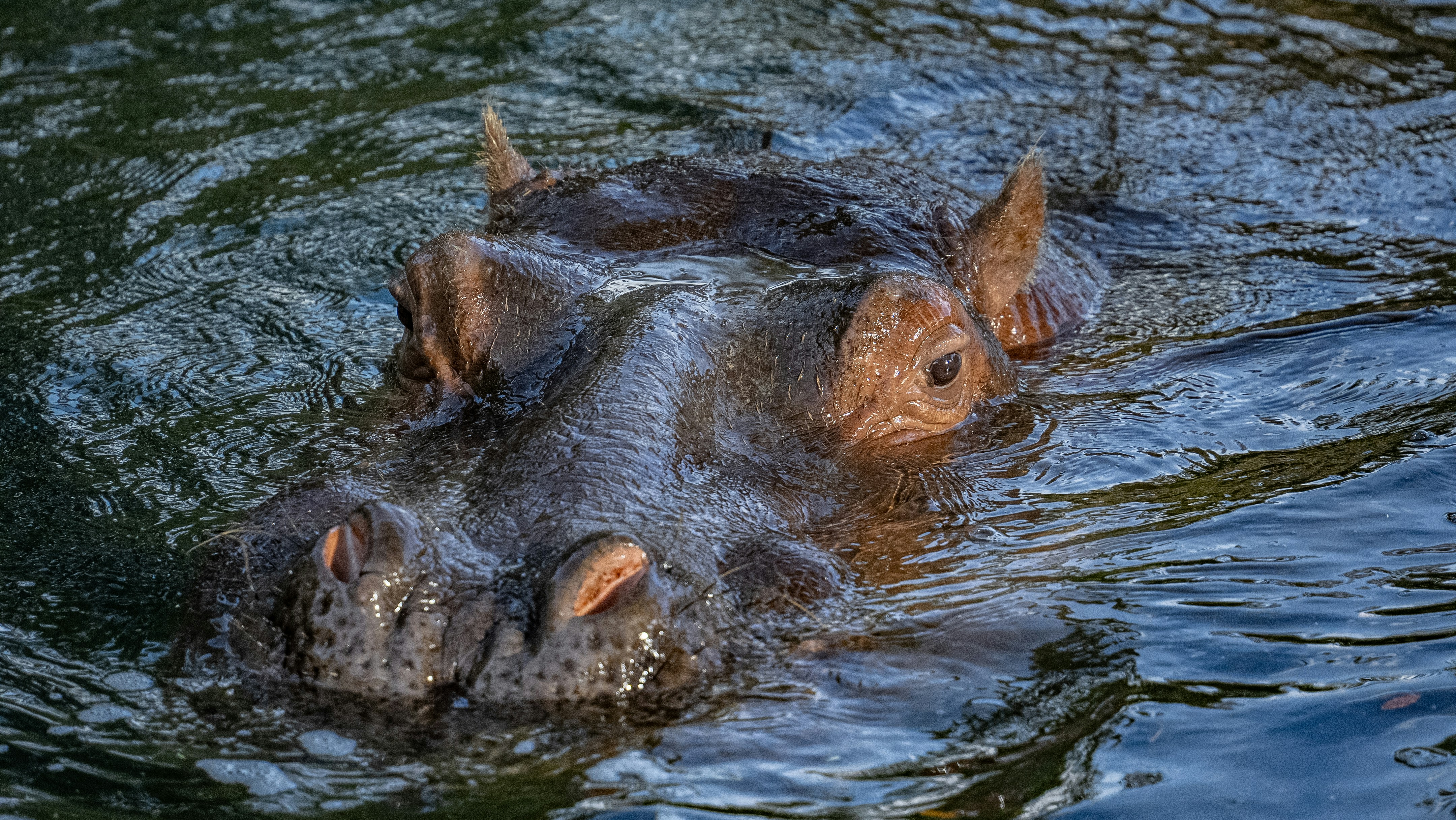 Photo by mana5280 with Sony Alpha 1