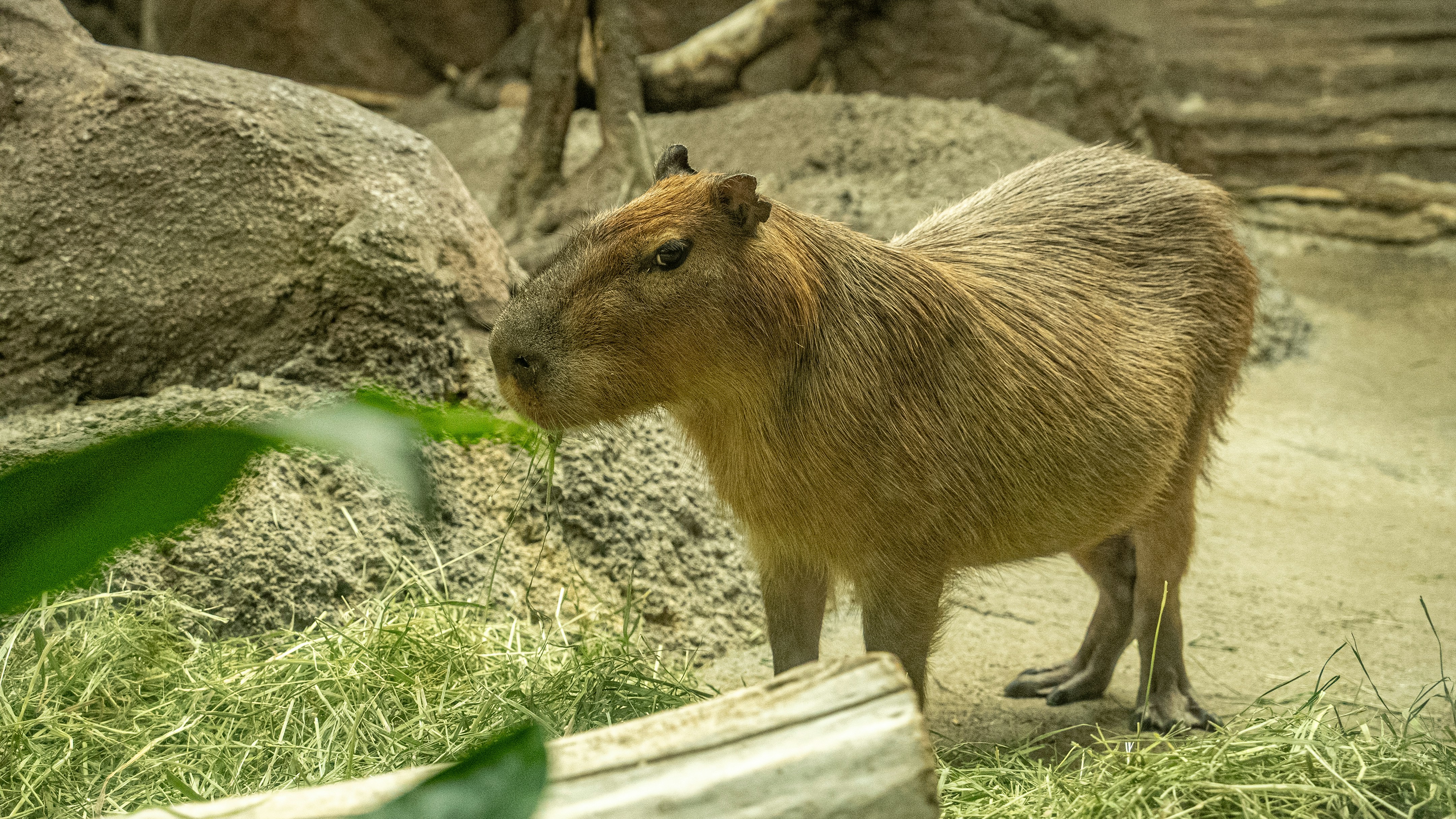 Peak Capybara Pictures | Download Free Images on Unsplash