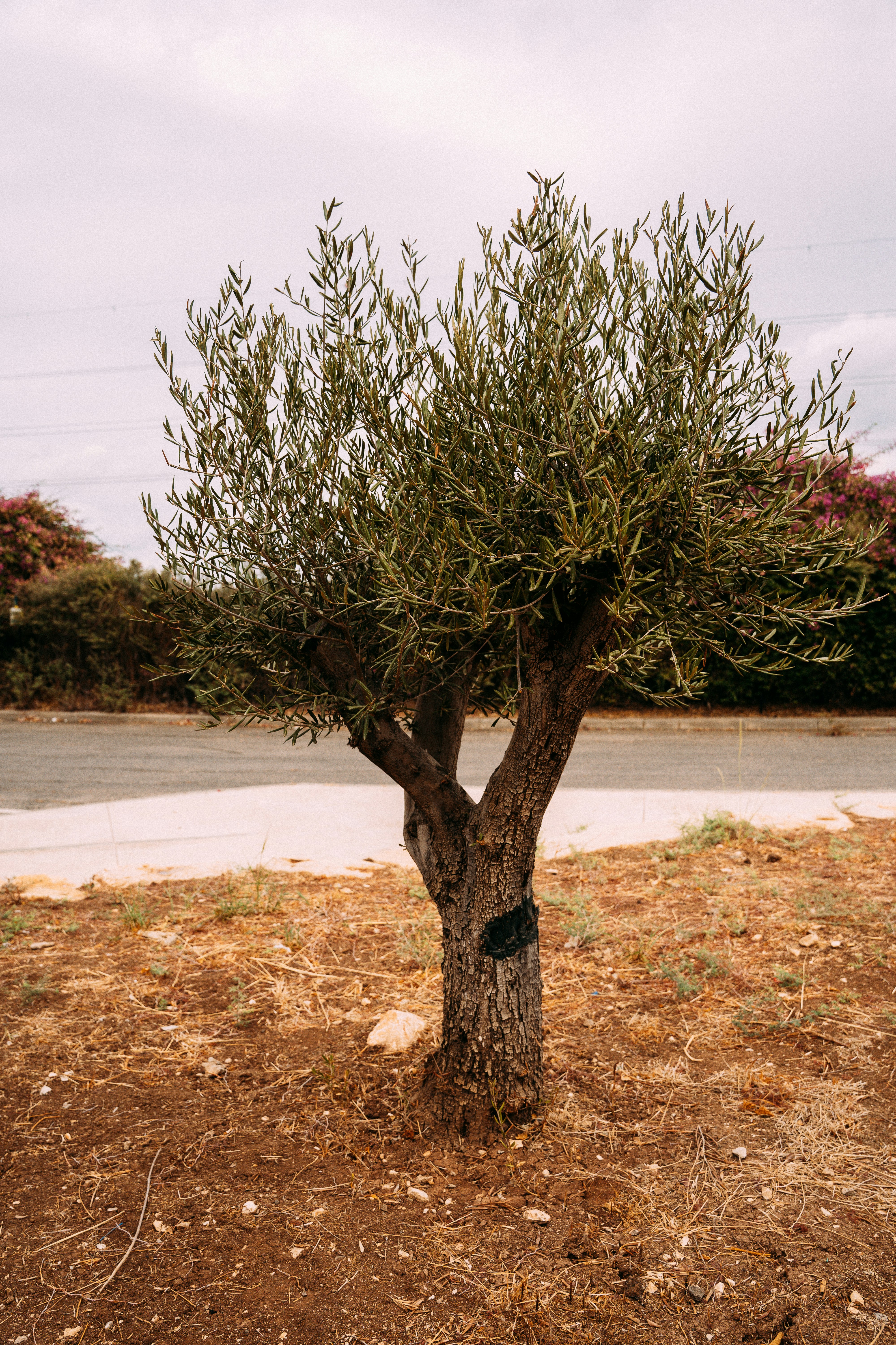 Olive Tree Sentinel by the Patch