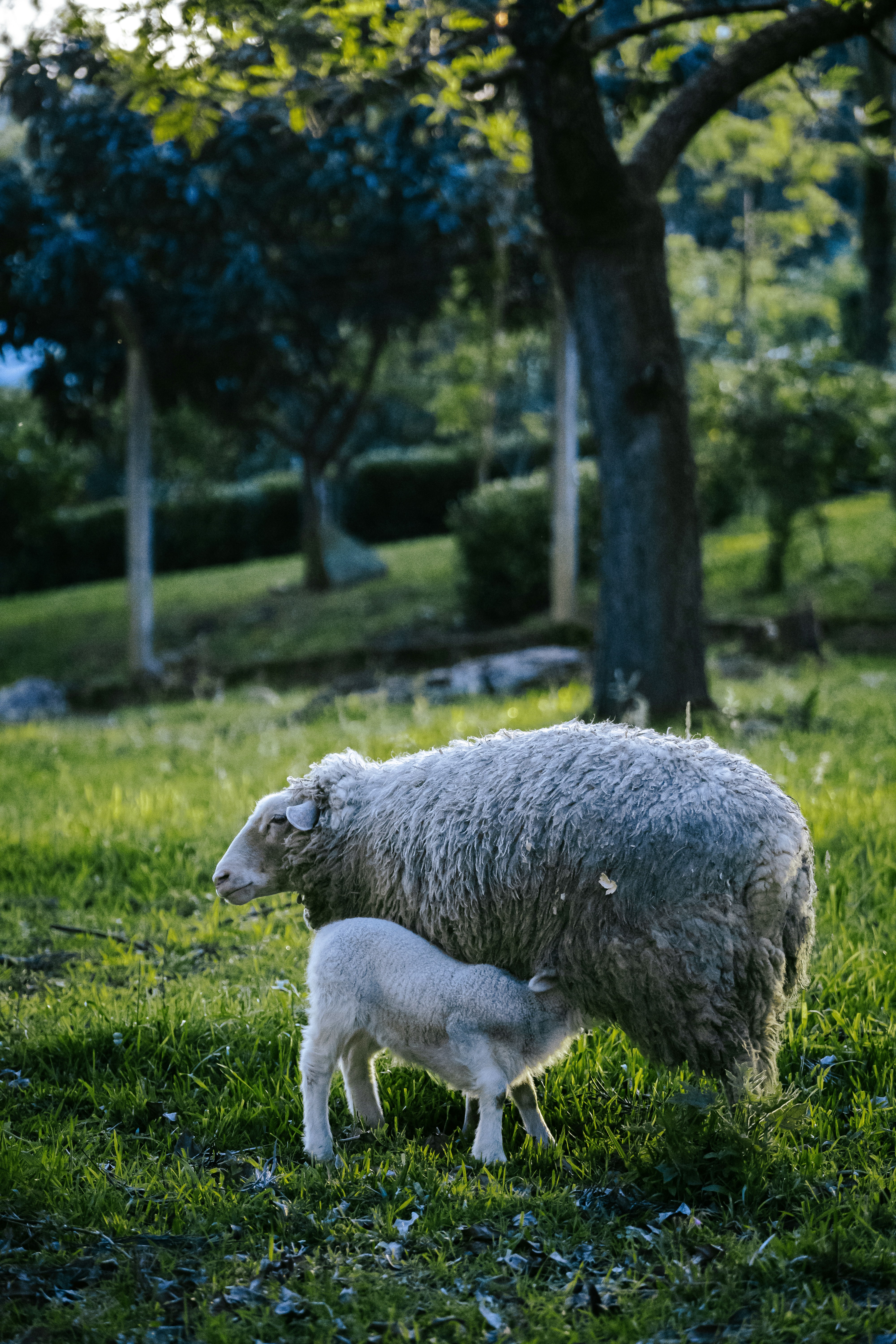 Foto Una oveja madre y su oveja bebé en un campo – Imagen Al aire libre ...