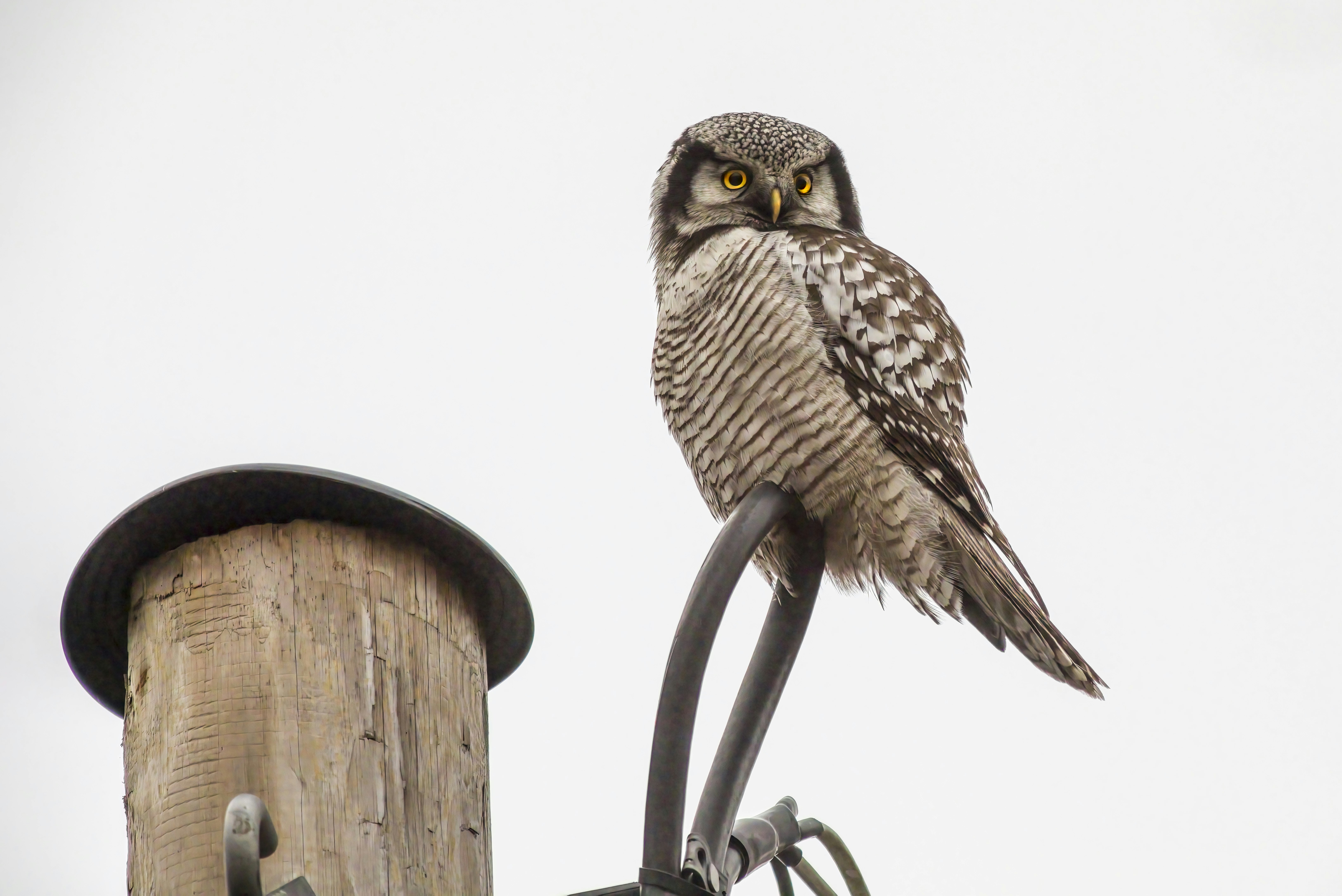 Un búho posado en lo alto de un poste de madera foto – Imagen de Animal ...