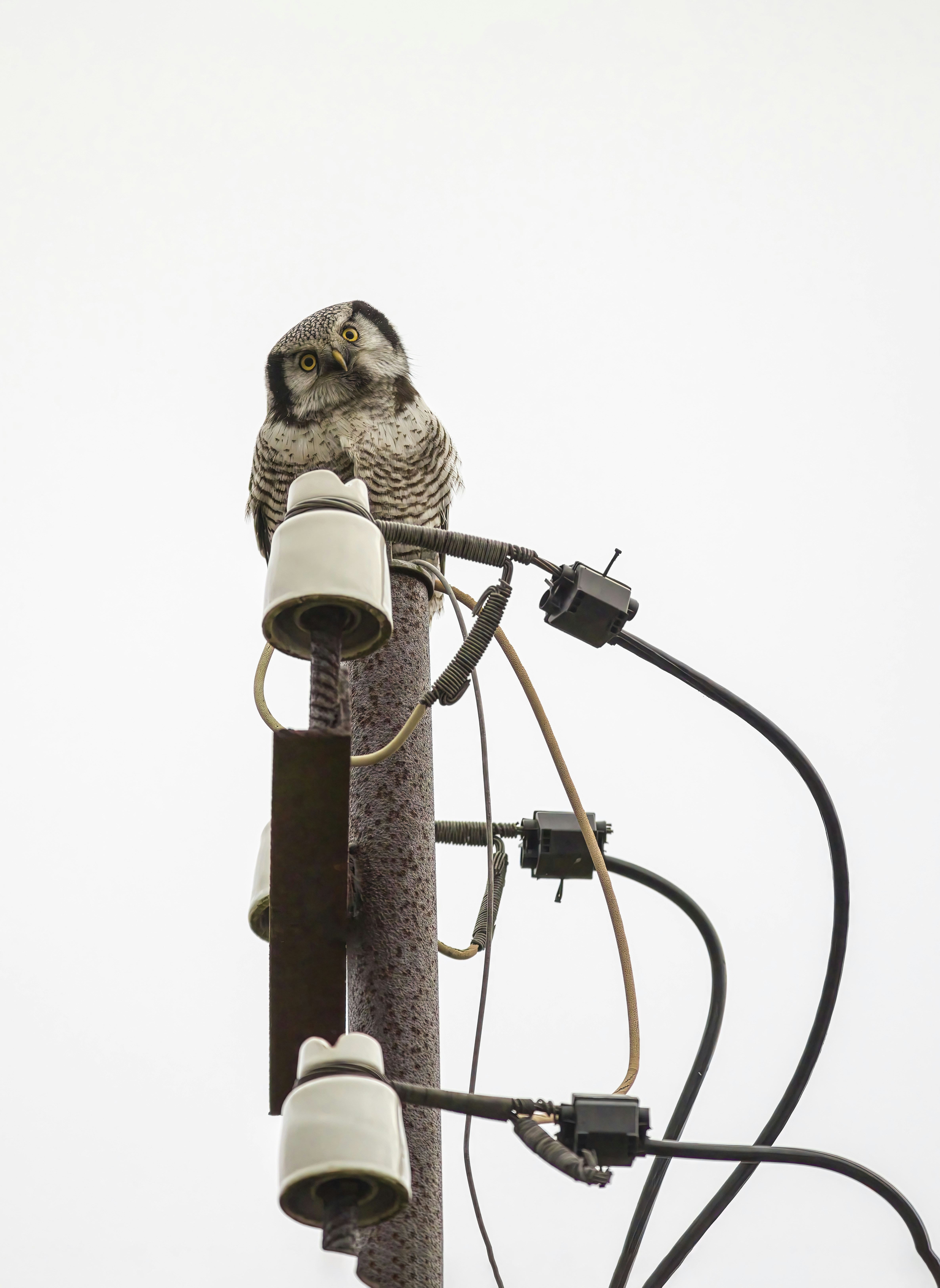 An owl sitting on top of a power pole photo – Free Animal Image on Unsplash