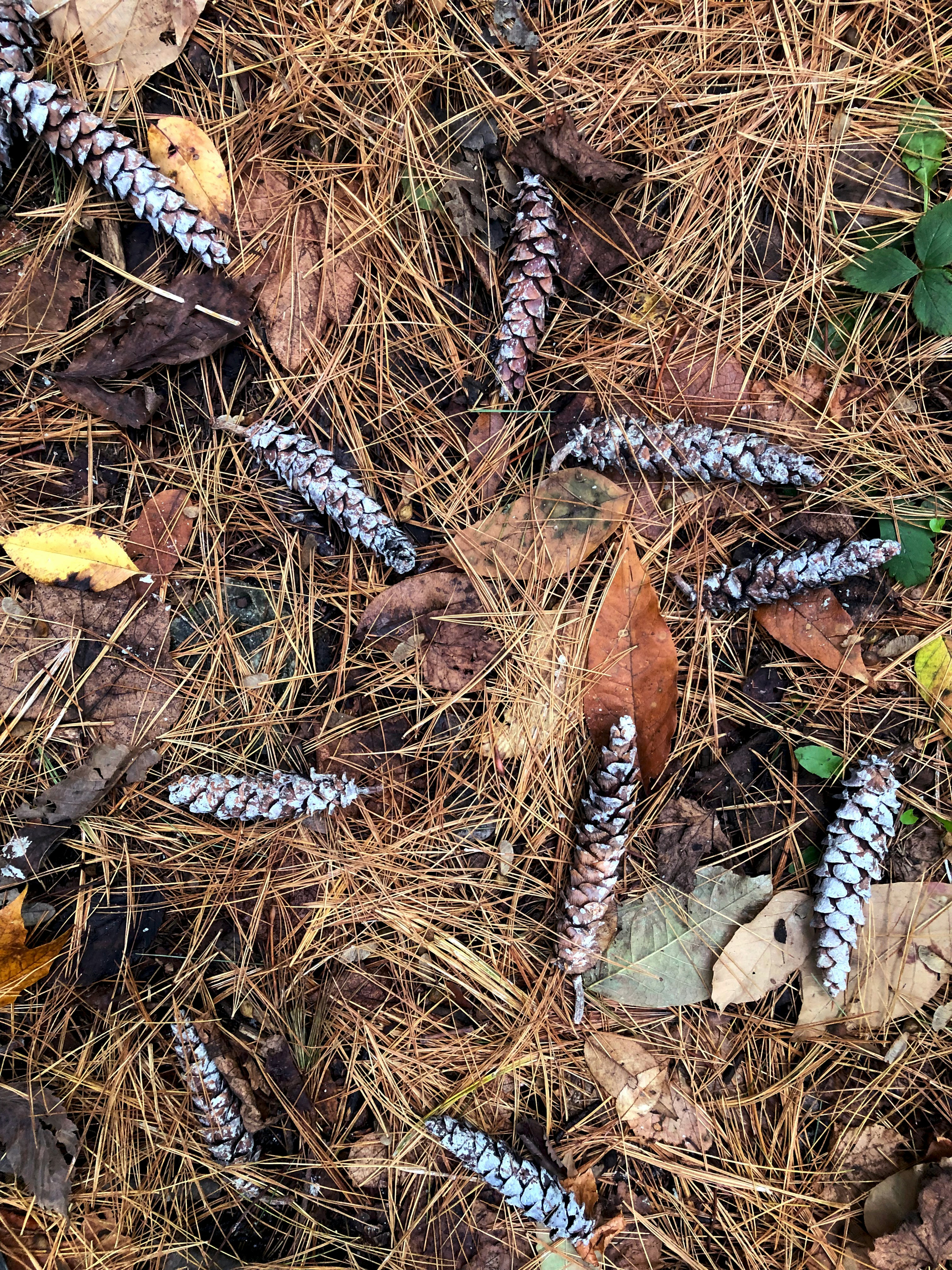 A group of pine cones on the ground photo – Free Outdoors Image on Unsplash