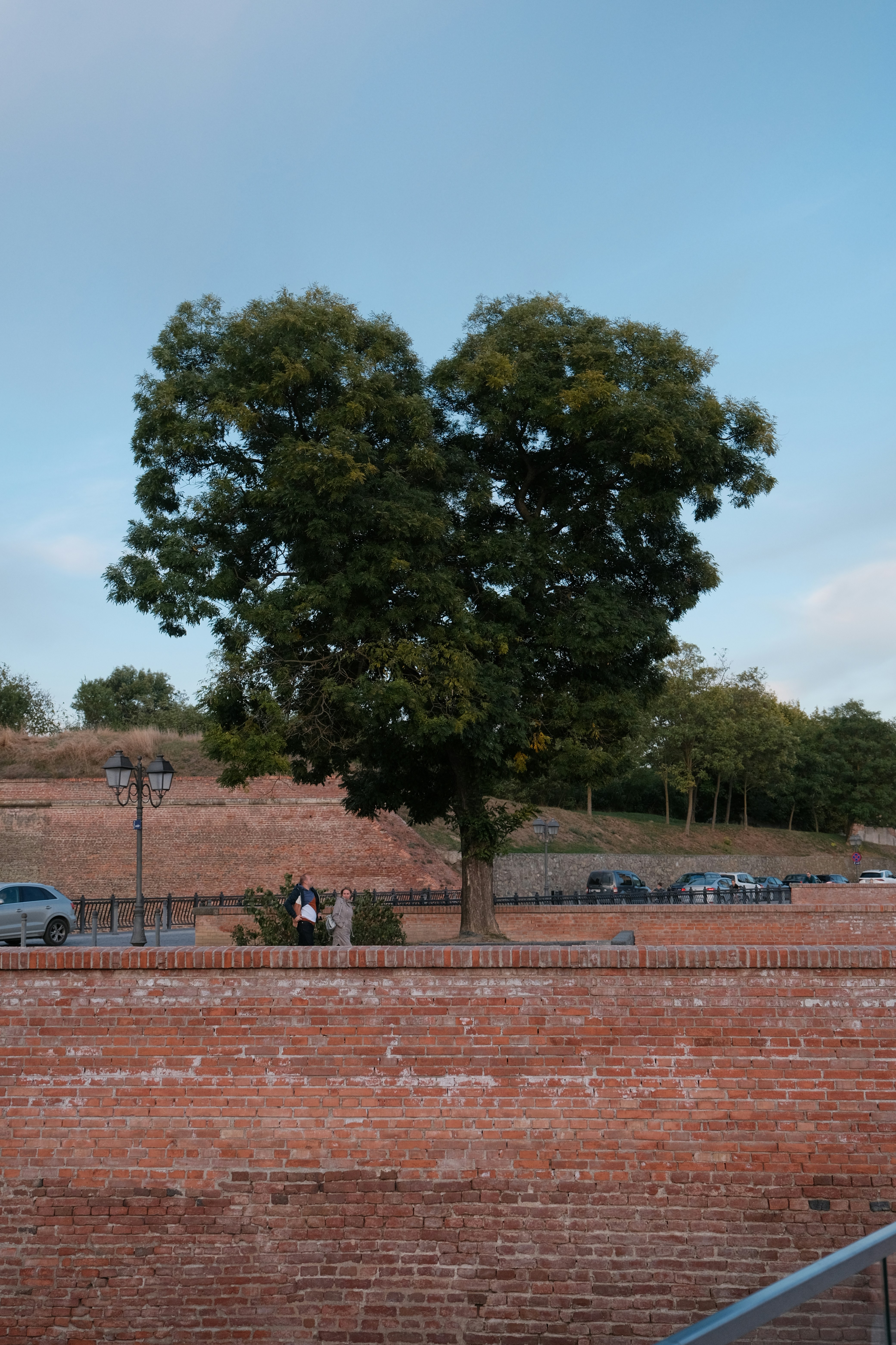 Tree Crown Rising Over Riverside Brick Terrace