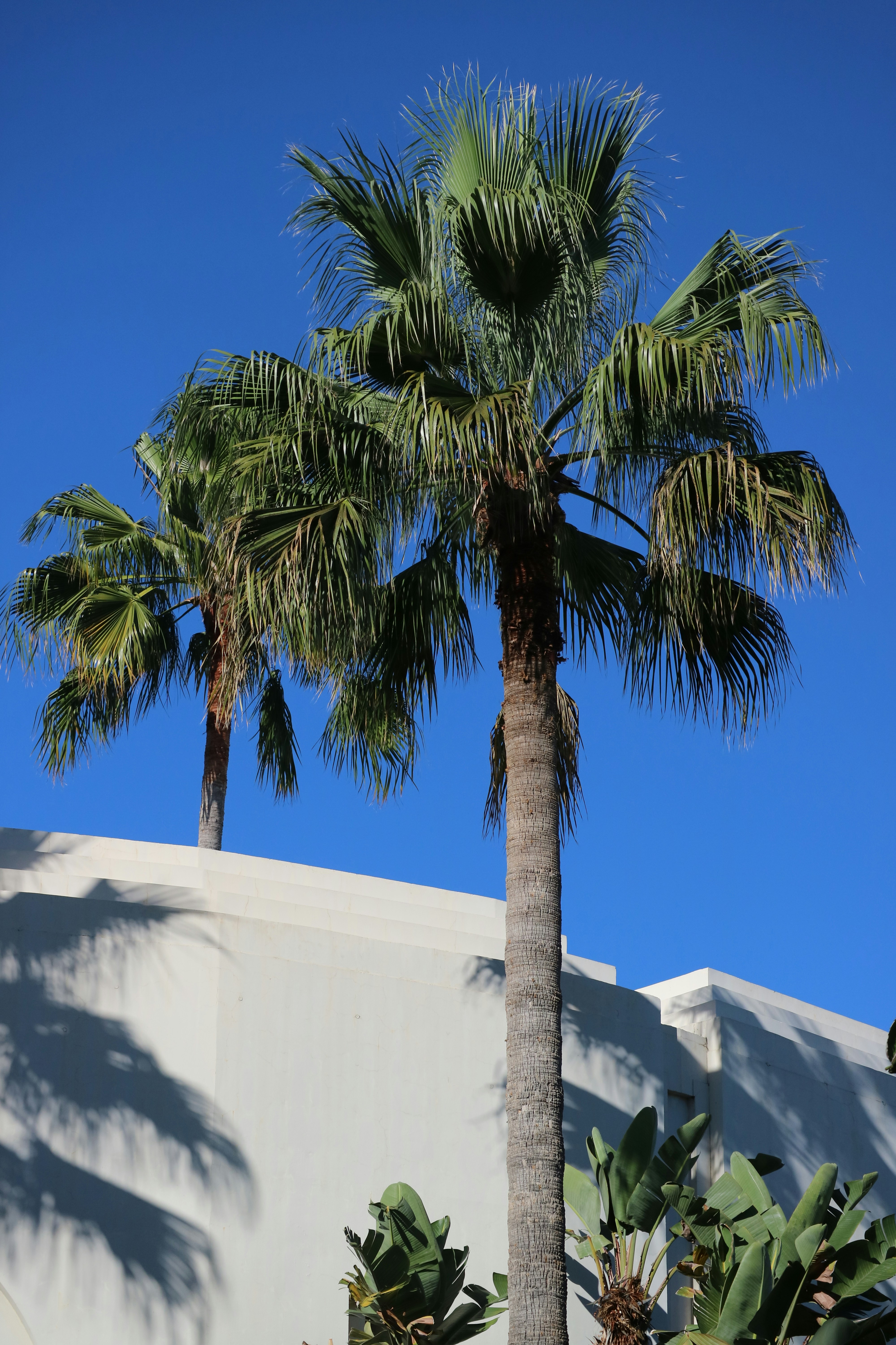 Azure Canopy Over a White Wall: Palm Trunks Rise in Sunlight
