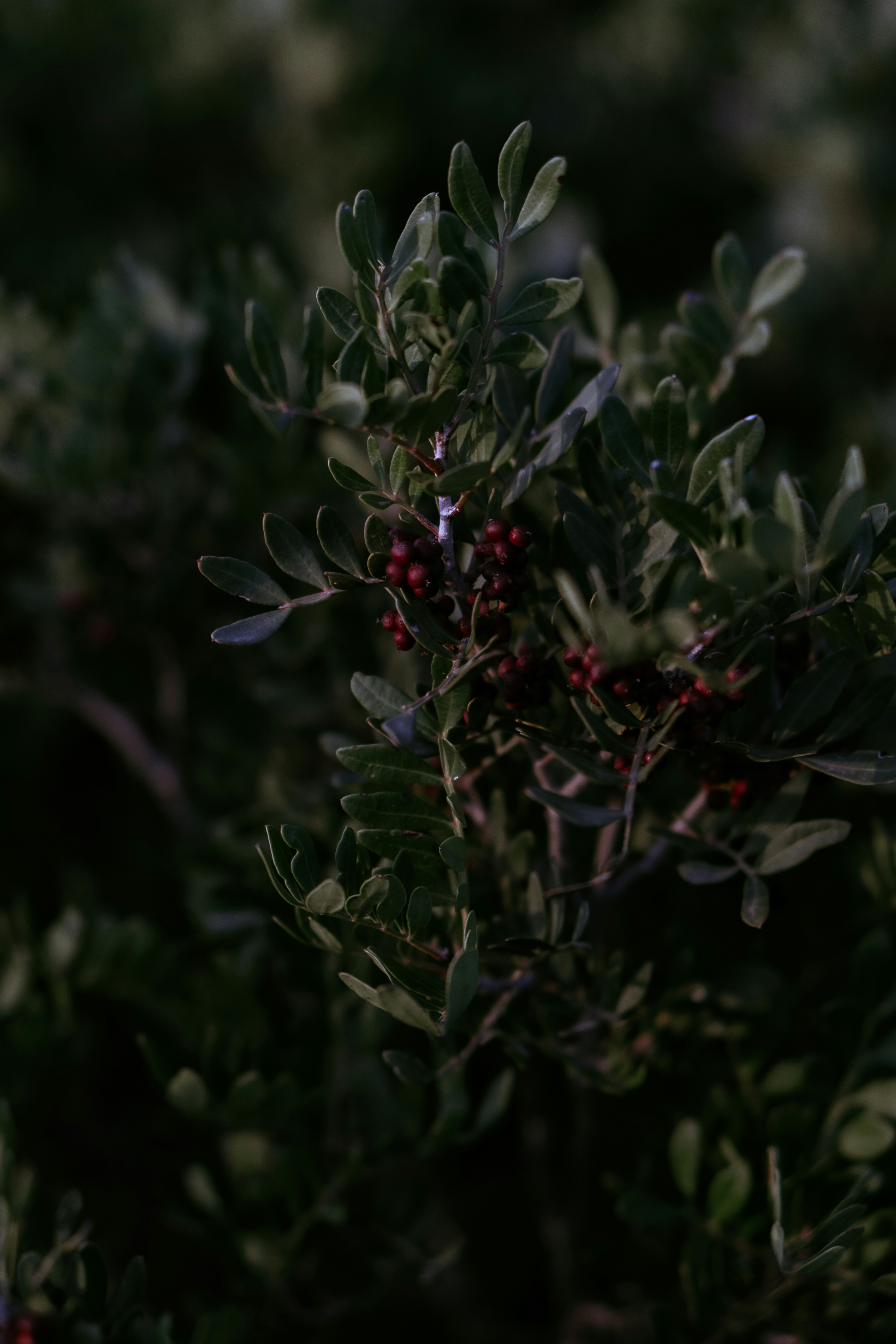 Crimson Clusters in Quiet Shade: A Micro Portrait of a Bush