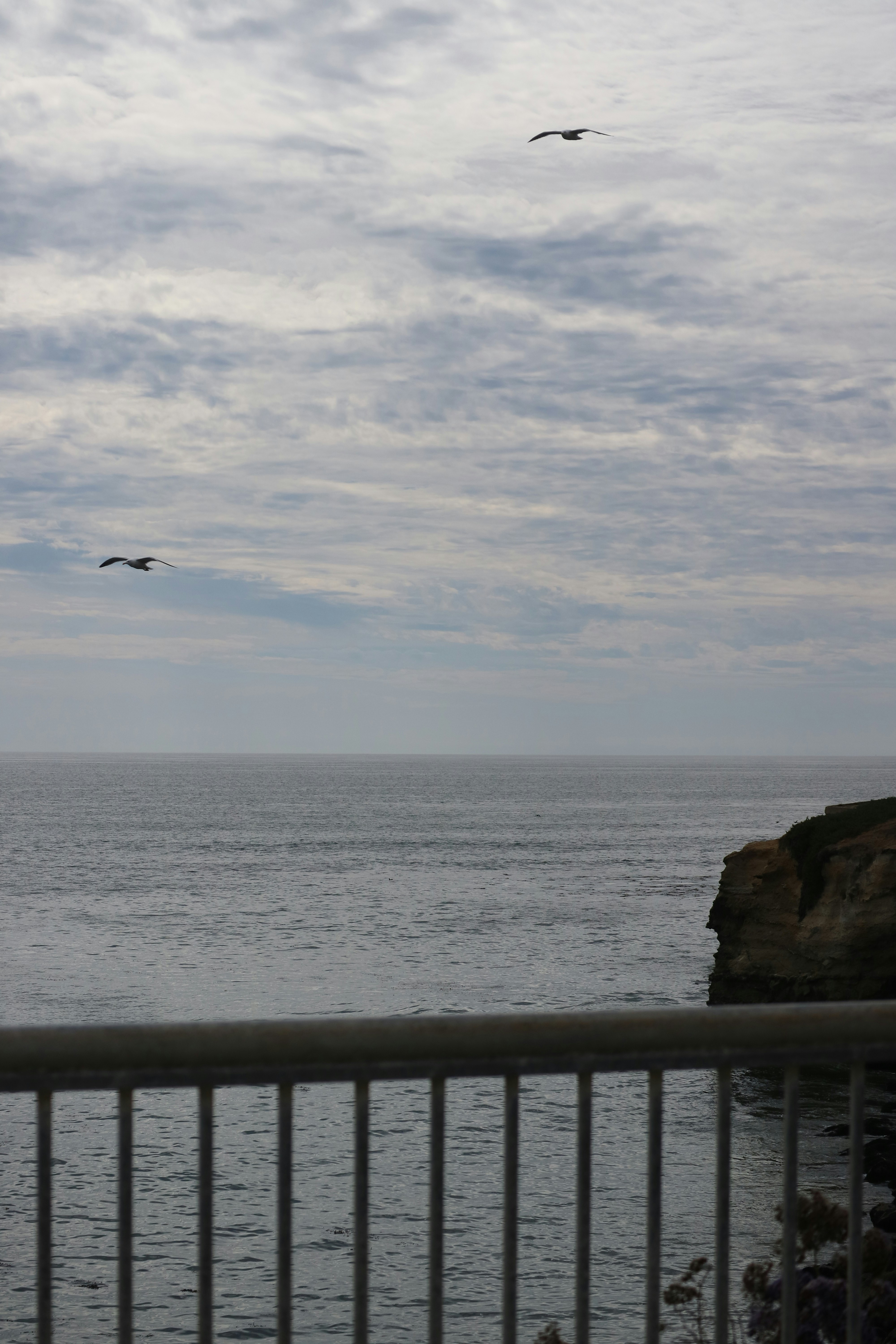 Horizon Wings: Seabirds Over a Quiet Promenade by the Cliff