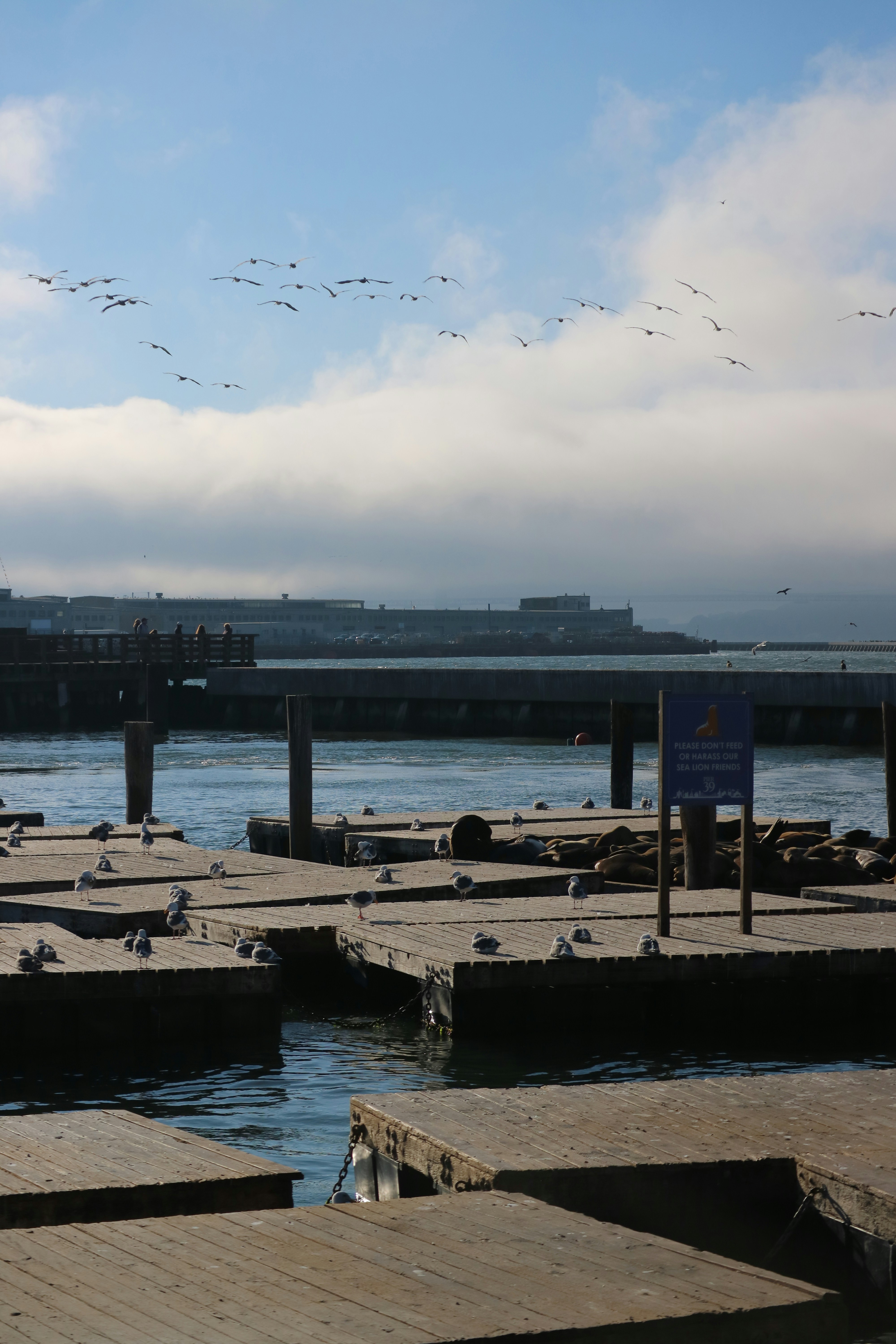 V-formation Over a Quiet Harbor: Seabirds Trace the Docks Under a Calm Sky
