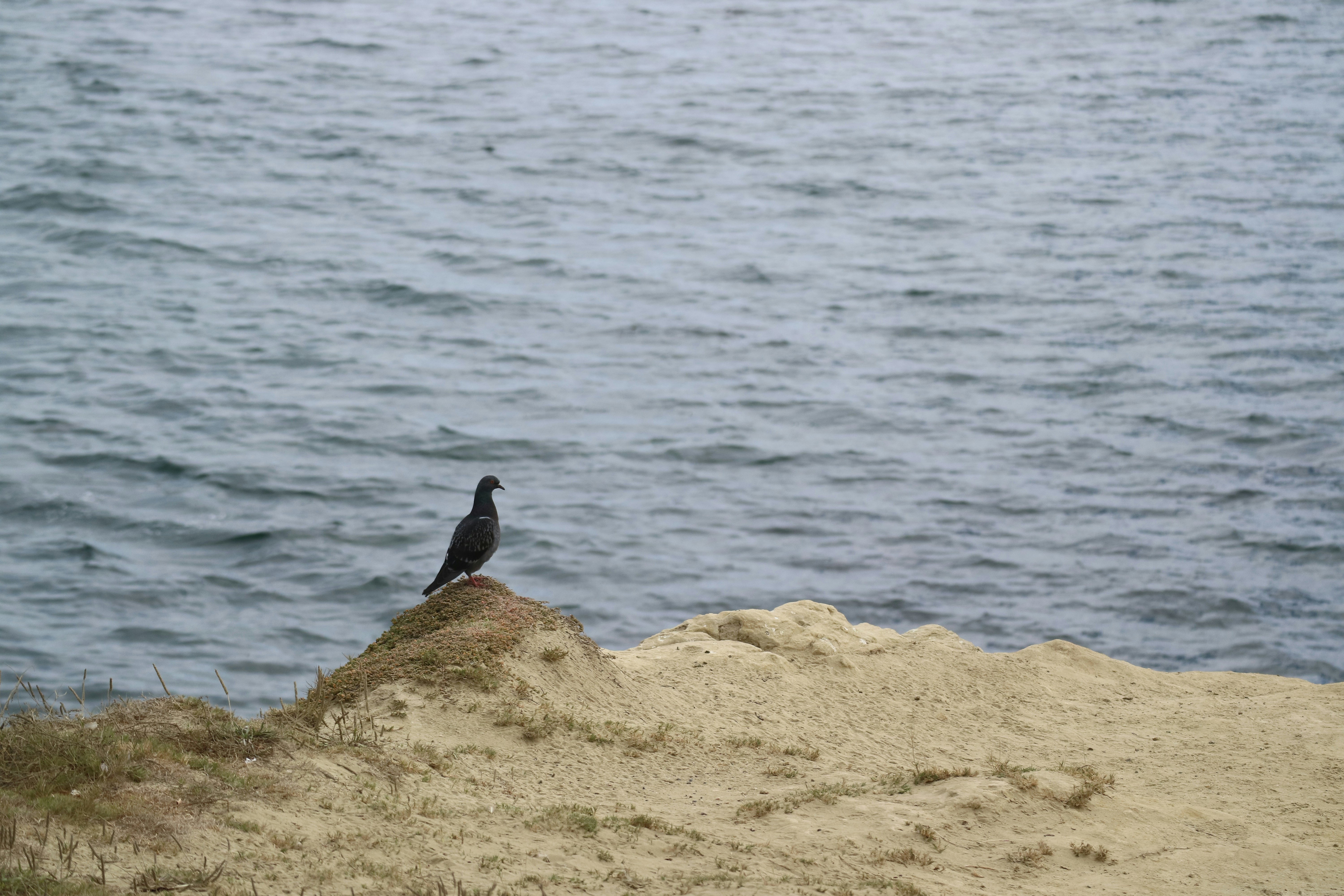 Cormorant on a Wind-Worn Shore, Surveying the Calm Blue Expanse