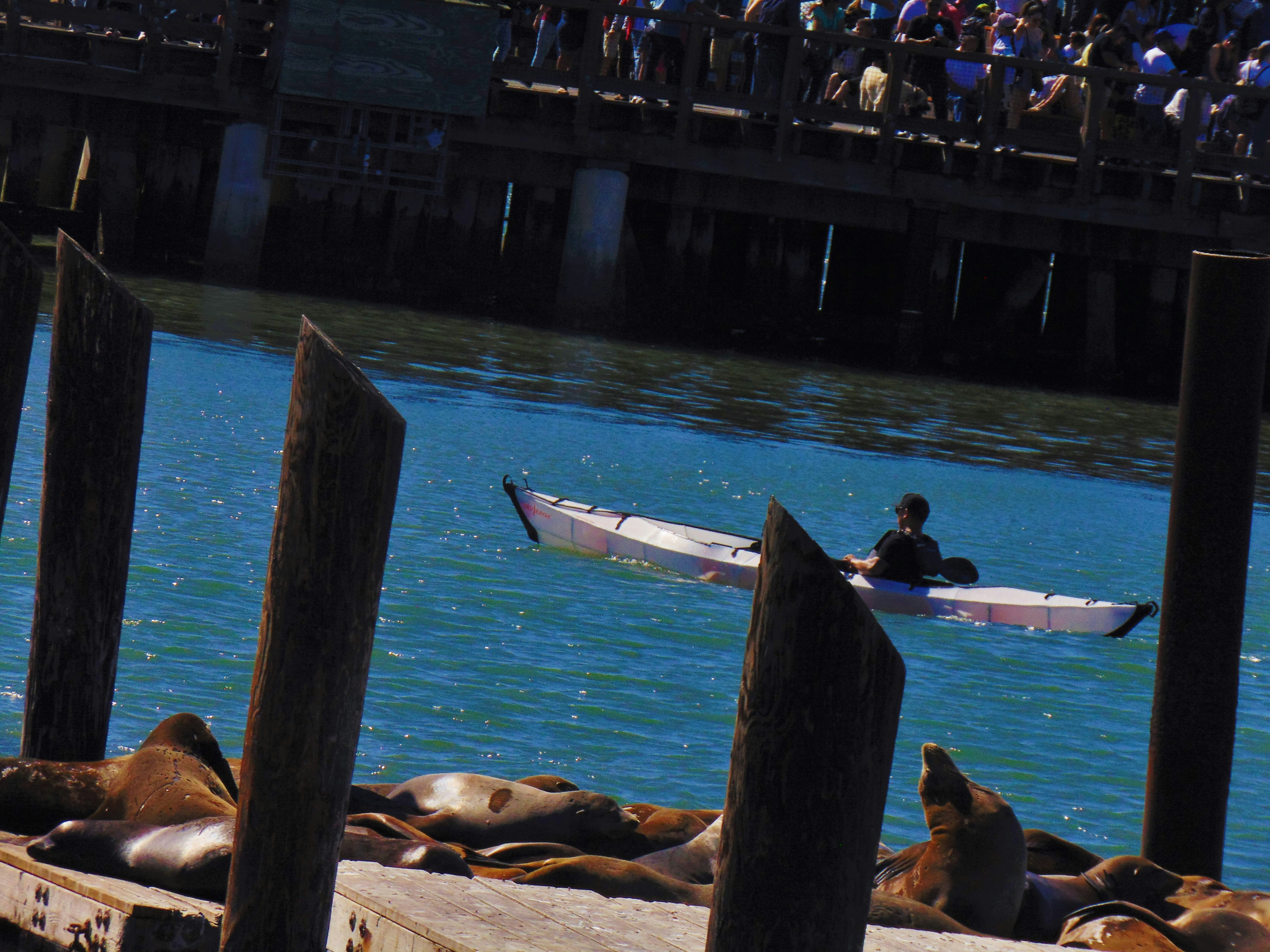 A man in a kayak surrounded by sea lions photo – Free Animal Image on ...