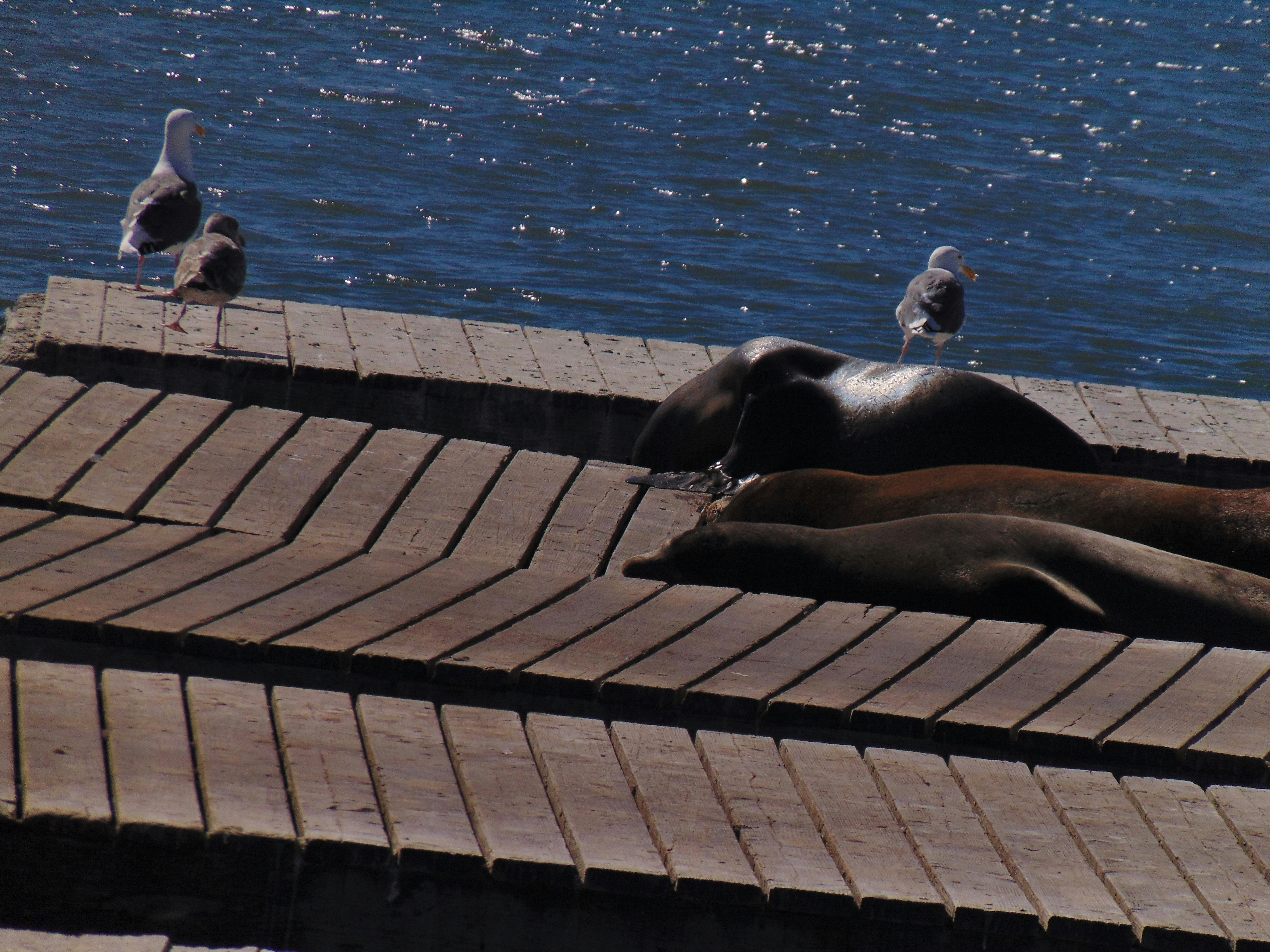Dockside Slumber: Seals Repose on Sunlit Planks by a Seaside Pier