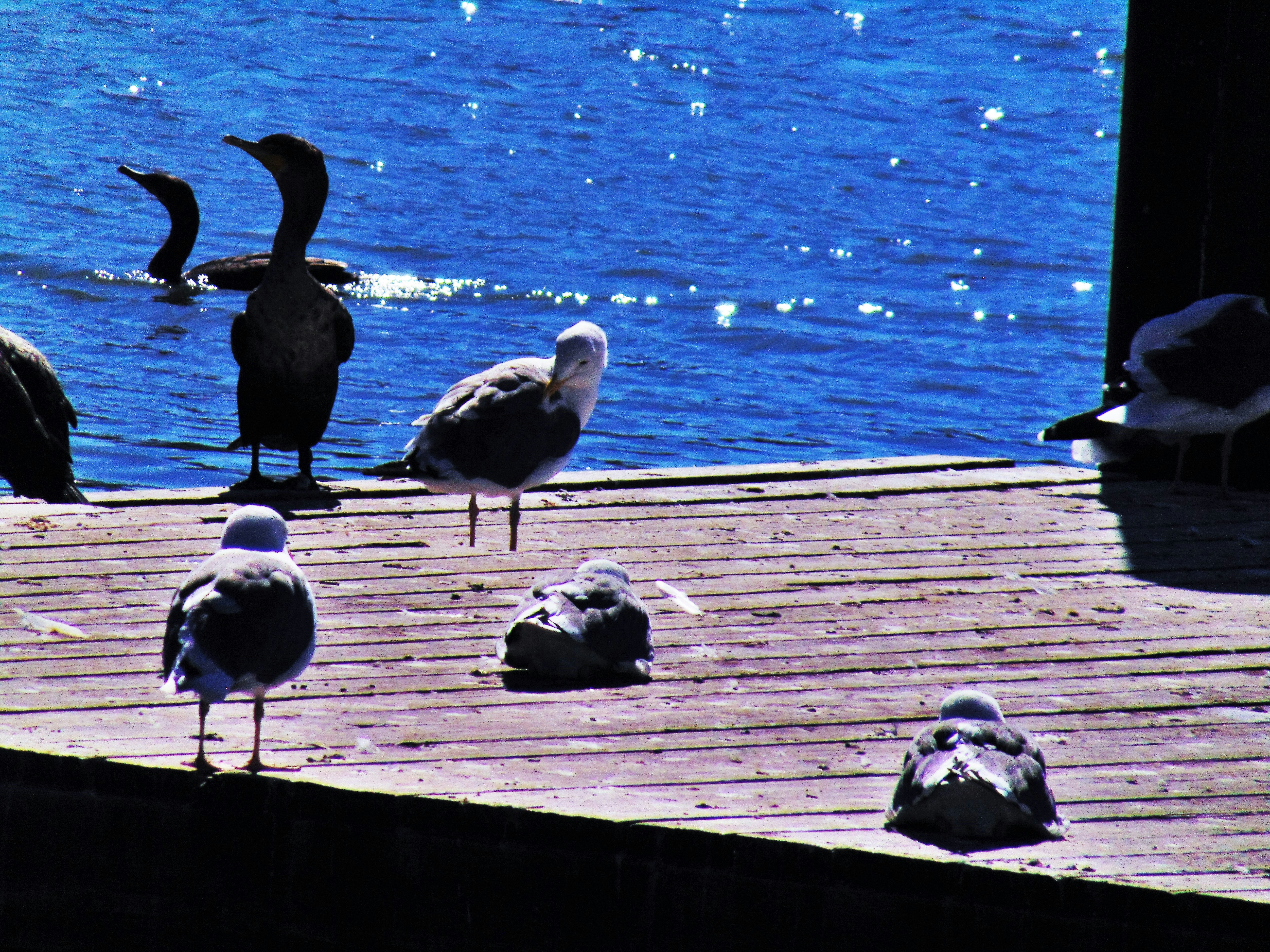 Sunlit Gulls on a Quiet Dock by Indigo Waters