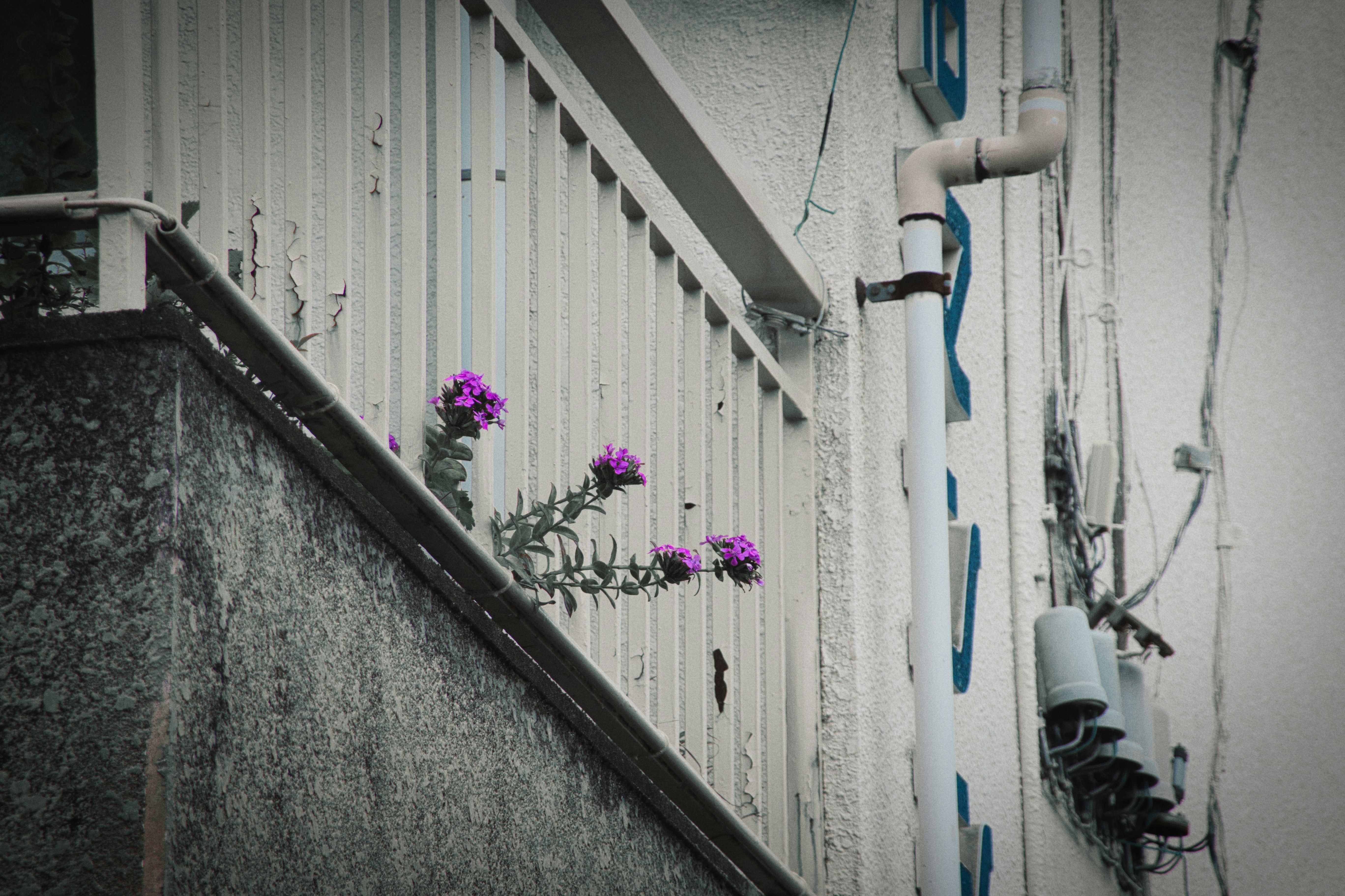 Purple Blooms on the Concrete Balcony