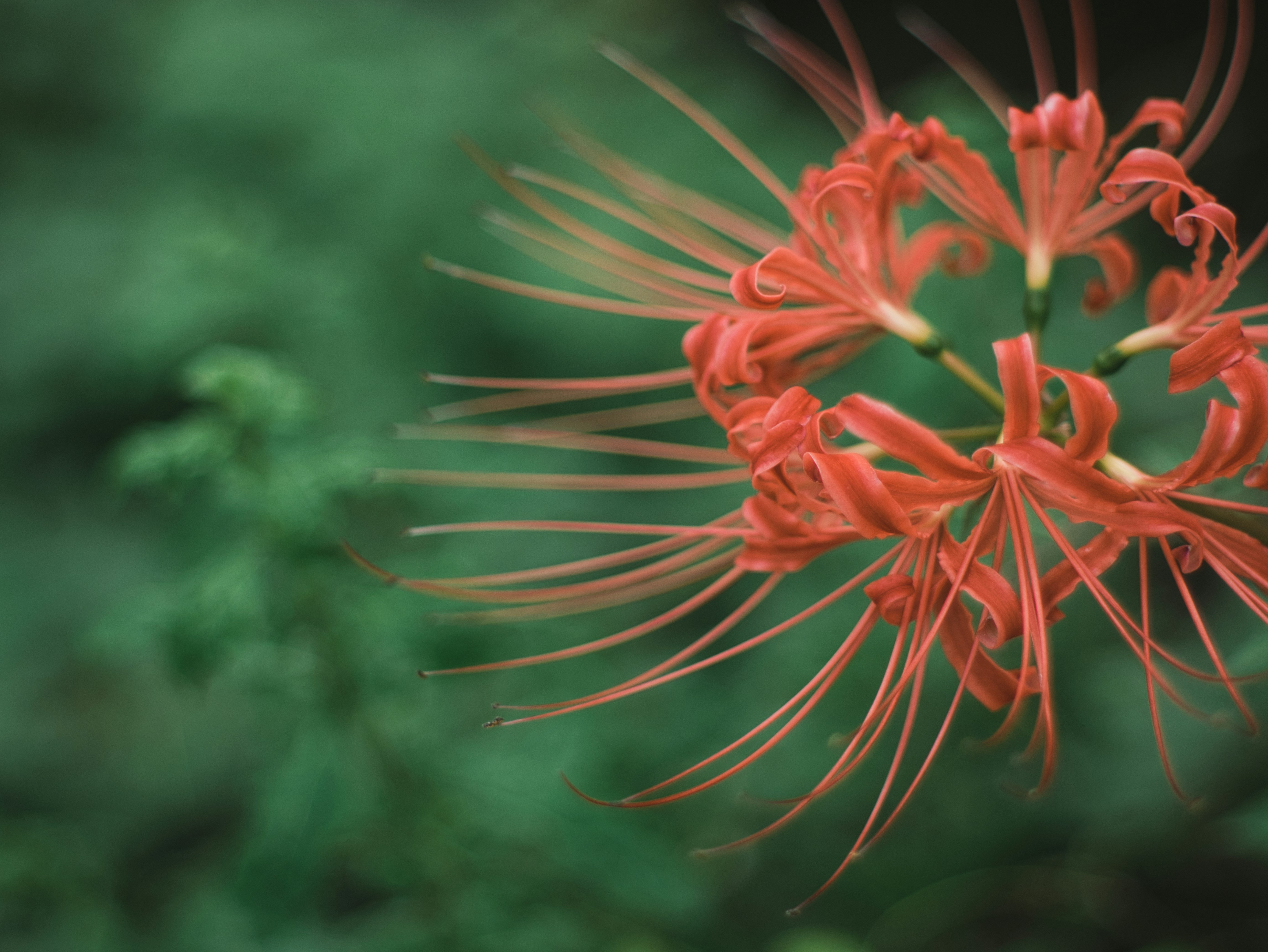 Crimson Spider Lily: Curving Petals Against Velvet Green