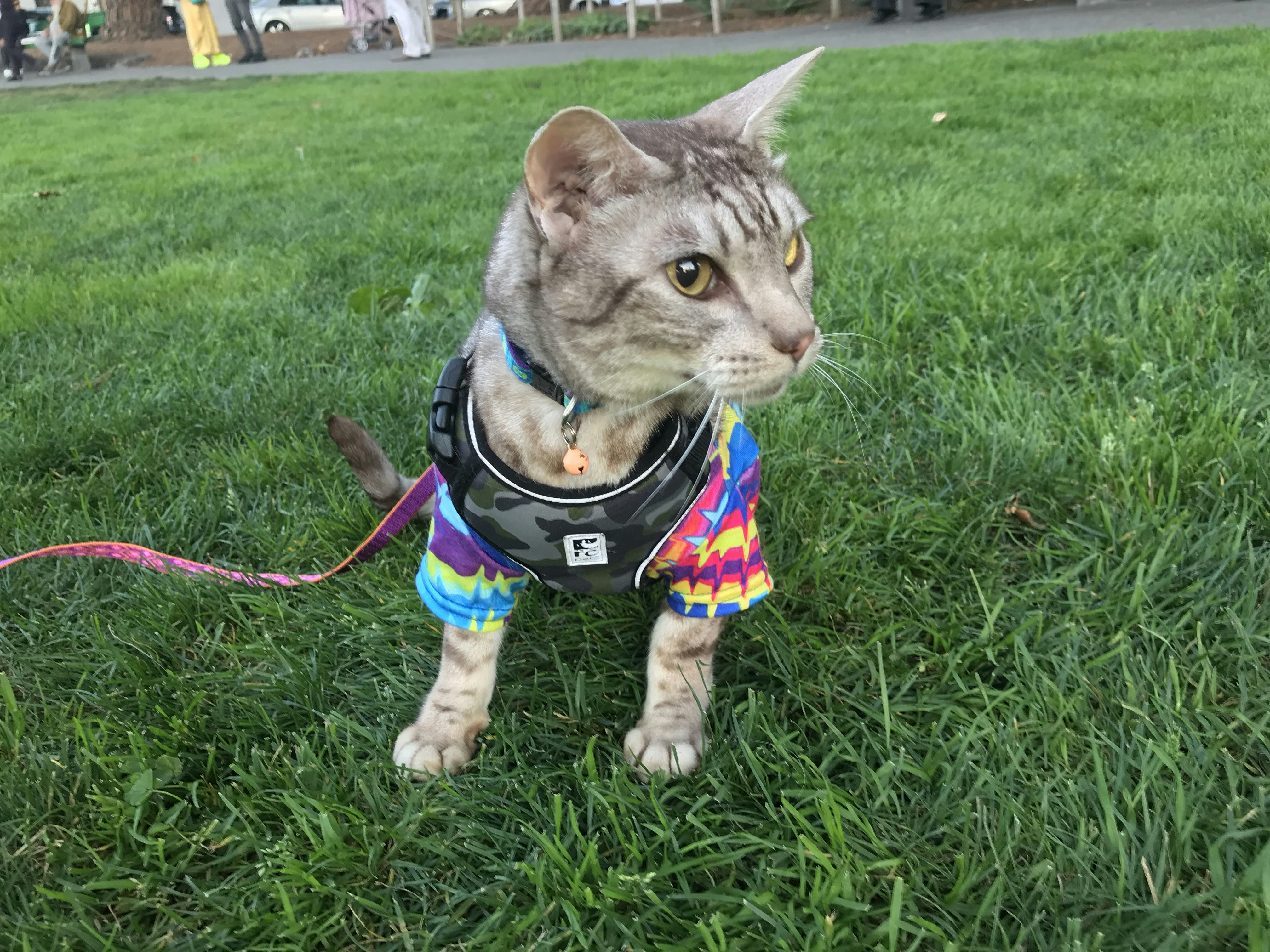 Rainbow-Strapped Cat on a Leash Surveys the Park