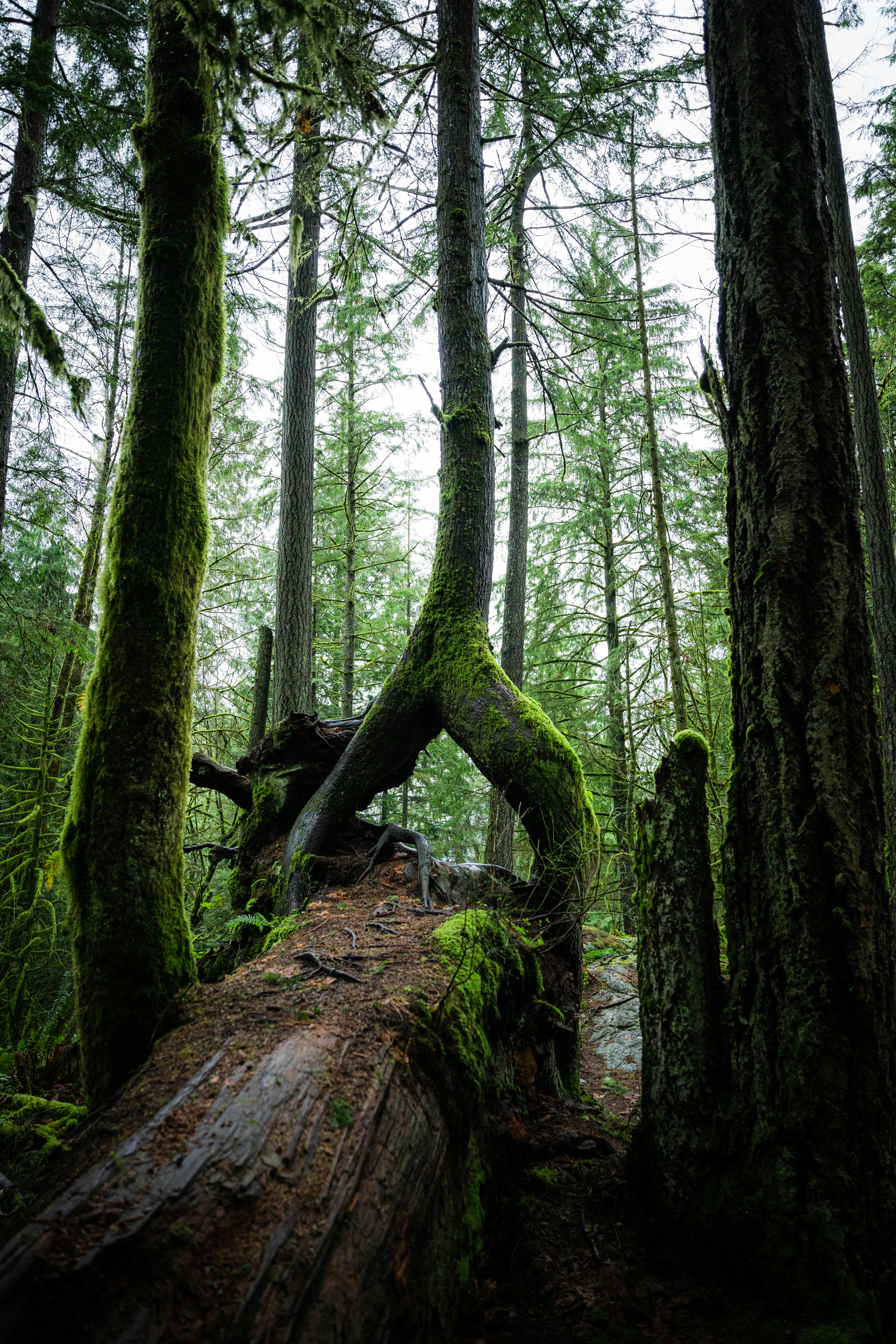 Photo by Minh with Sony Alpha 7 III