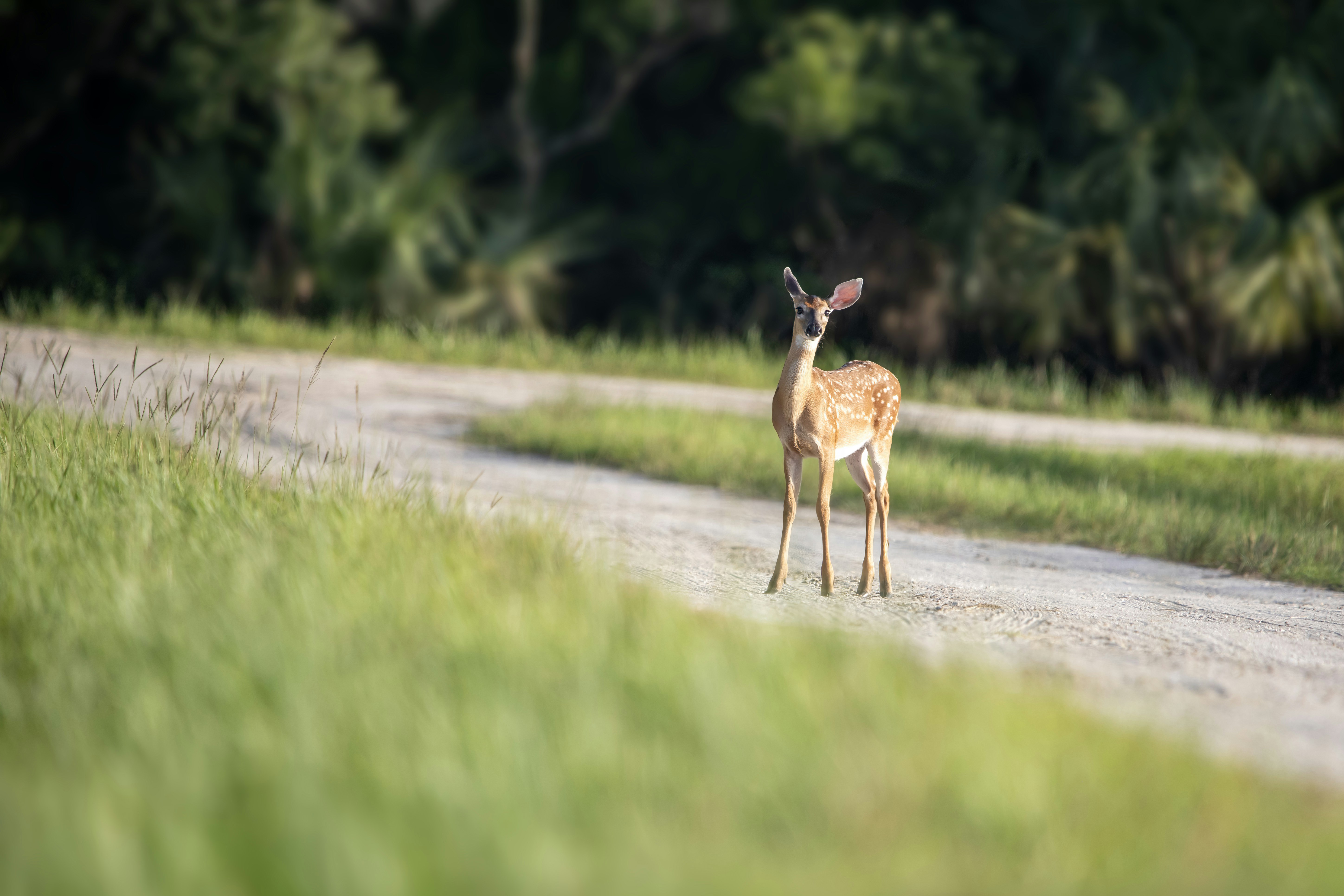 Edge of the Clearing: A Spotted Fawn Pauses on a Sunlit Gravel Path