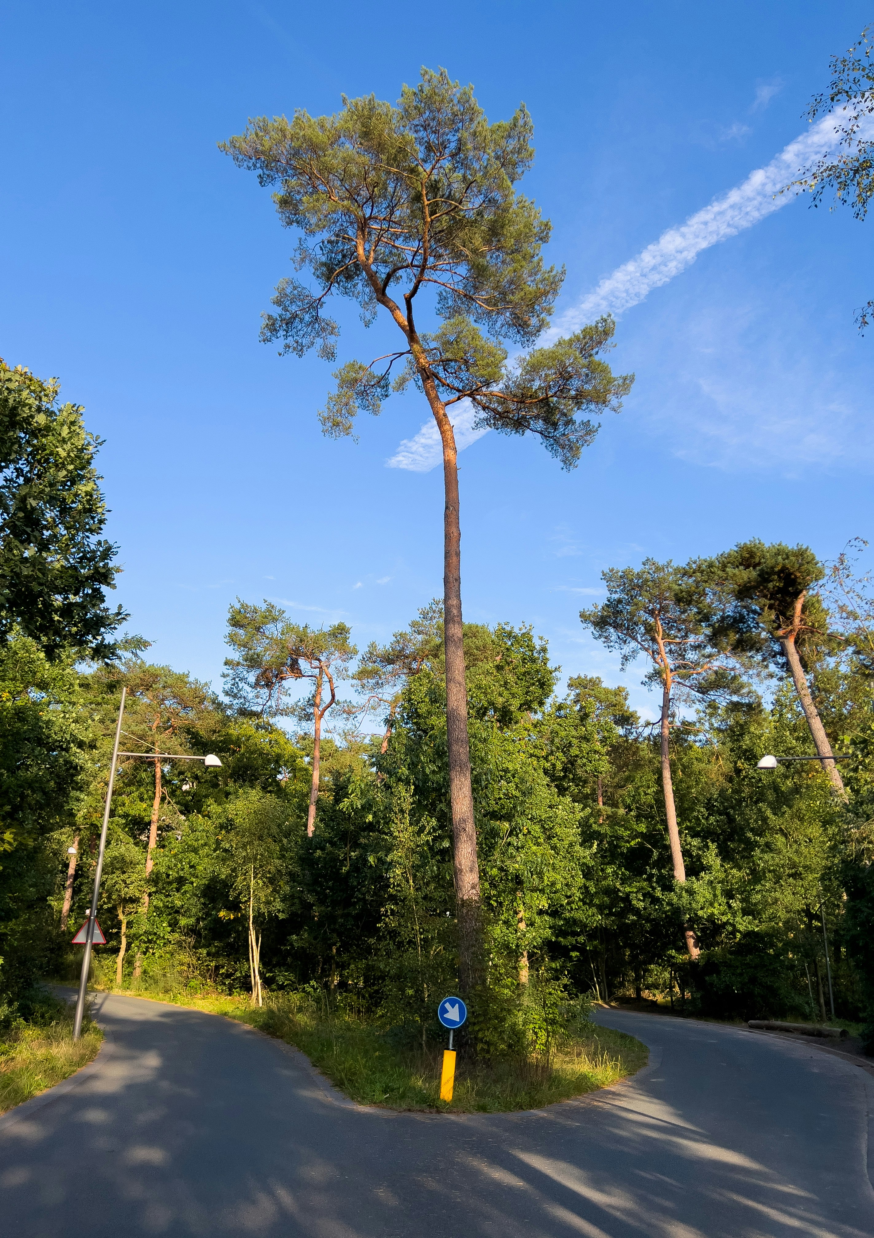 The Roundabout Sentinel: A Lone Pine Reaching for the Sky