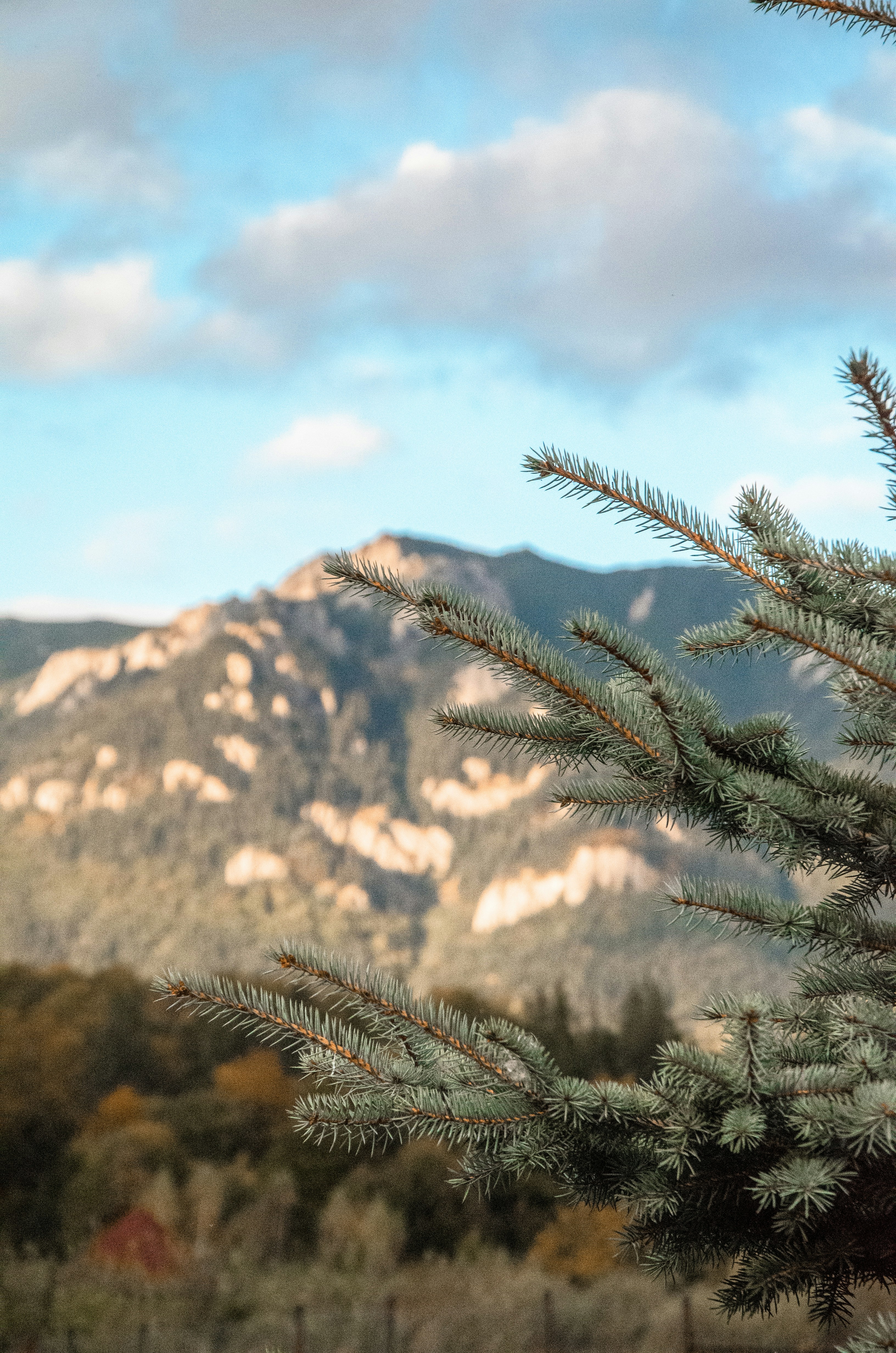 A pine tree with a mountain in the background photo – Free Plant Image ...