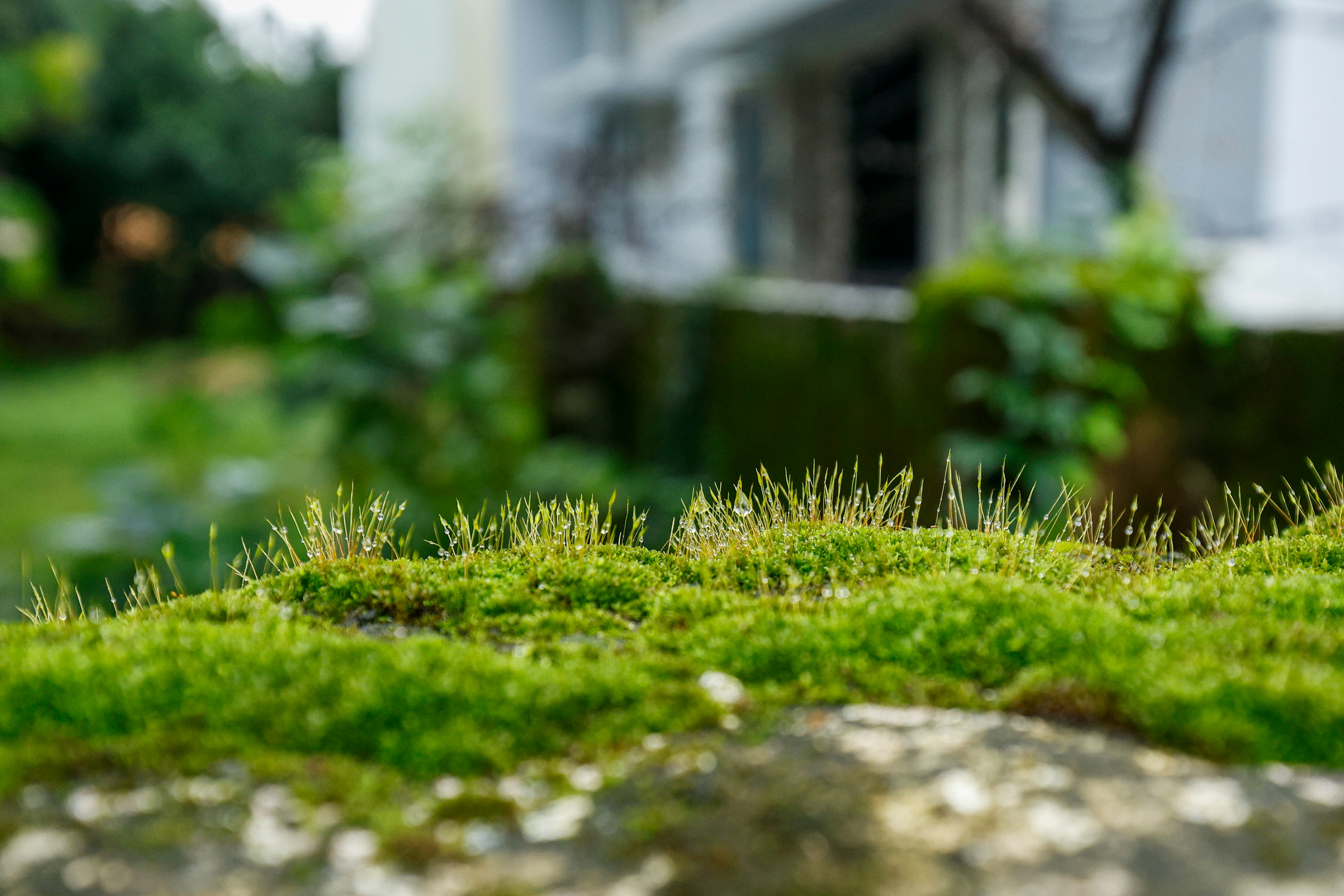 Foto Musgo que crece en una roca frente a una casa – Imagen India ...