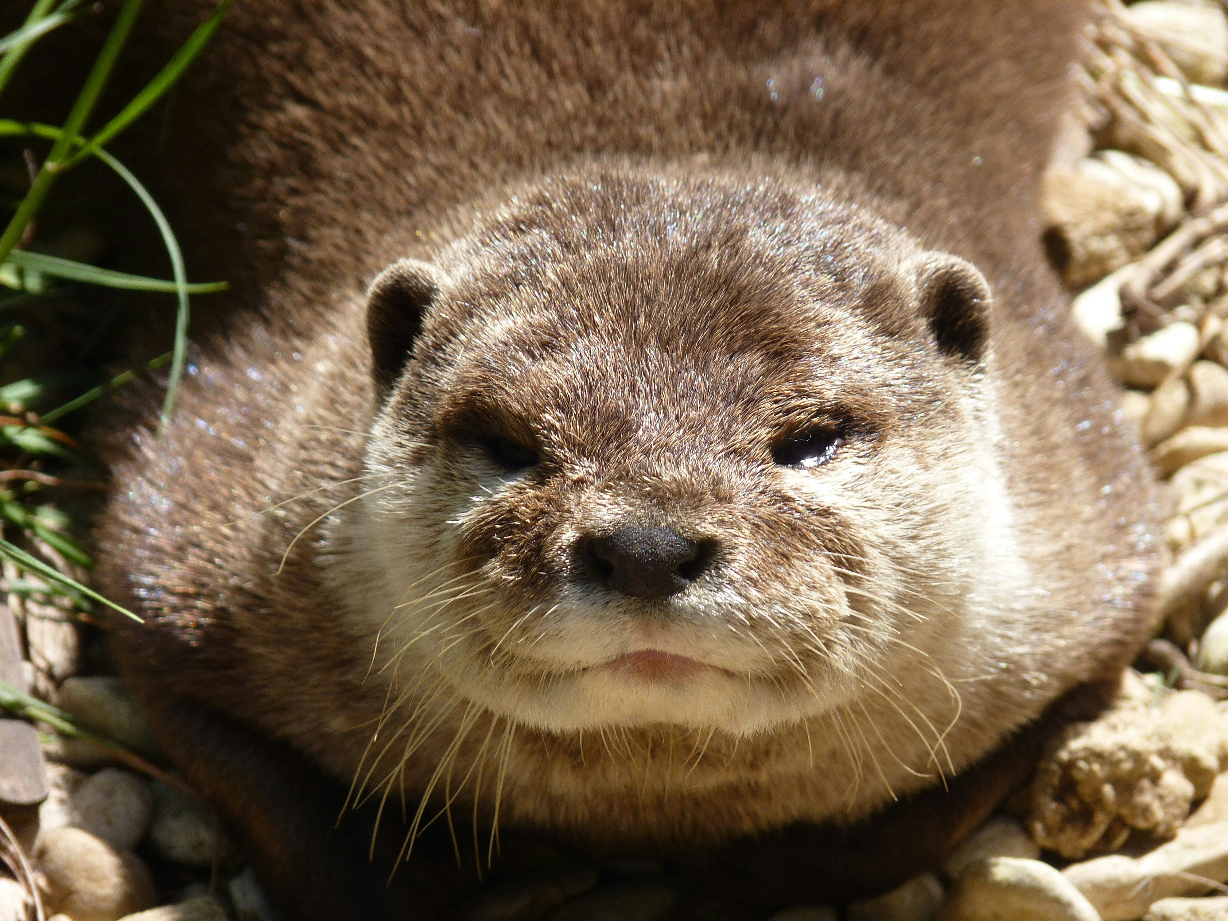 Otter resting on pebbles, showcasing its playful expression and whiskers under natural light.