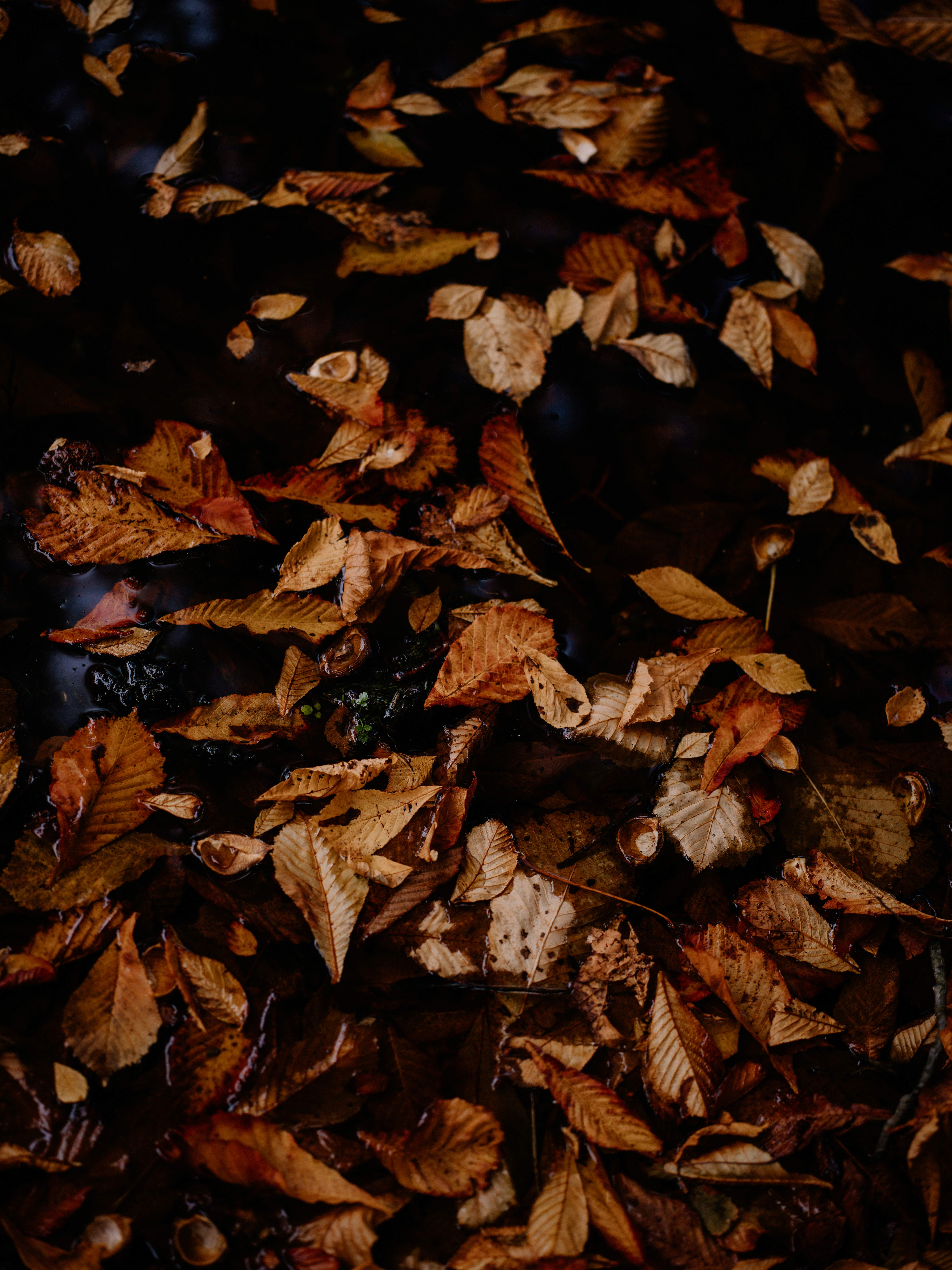 Autumn leaves in browns and oranges lie scattered over a dark, reflective surface.