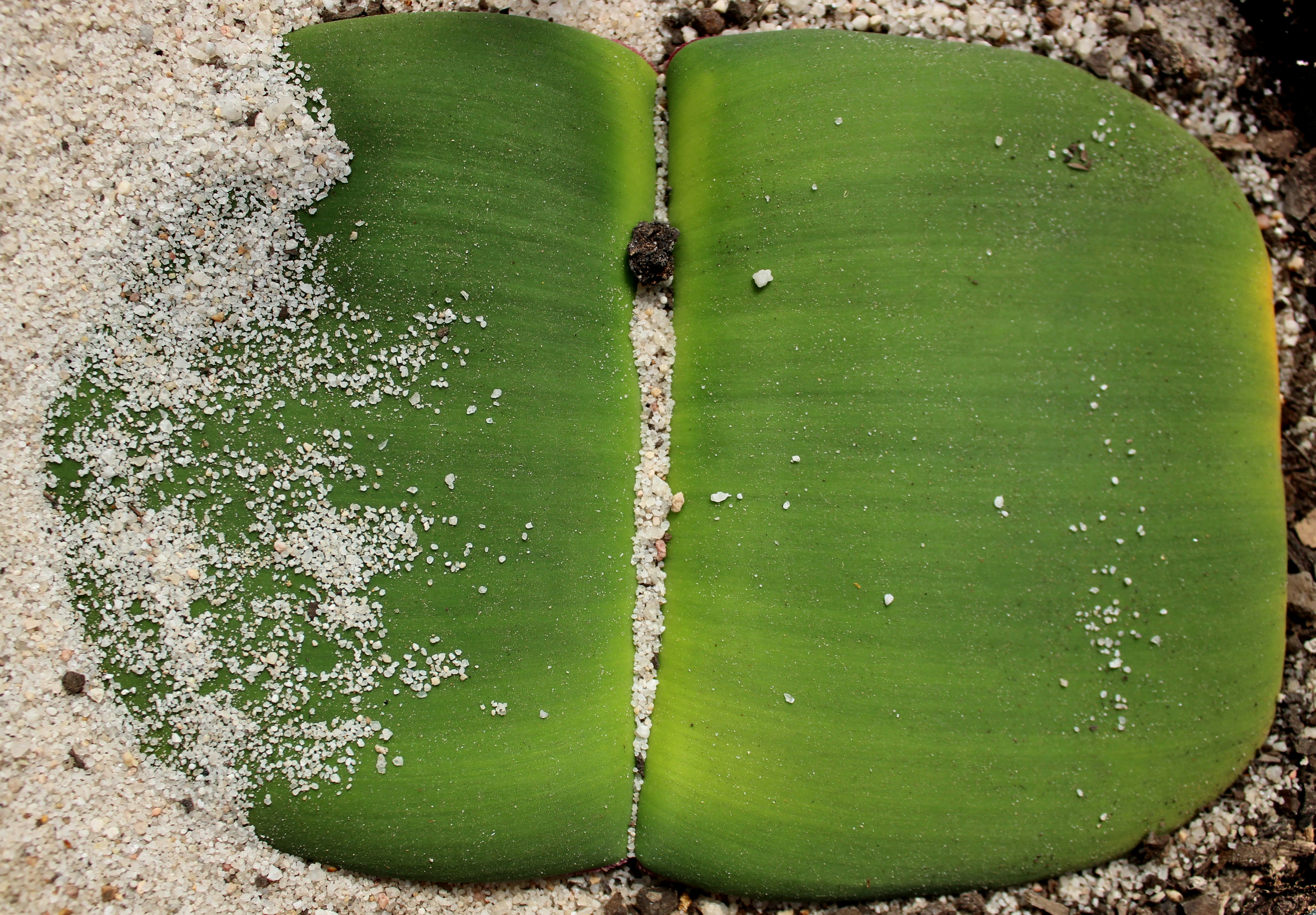 Verdant Divide: Split-Leaf Duo on a Sandy Canvas