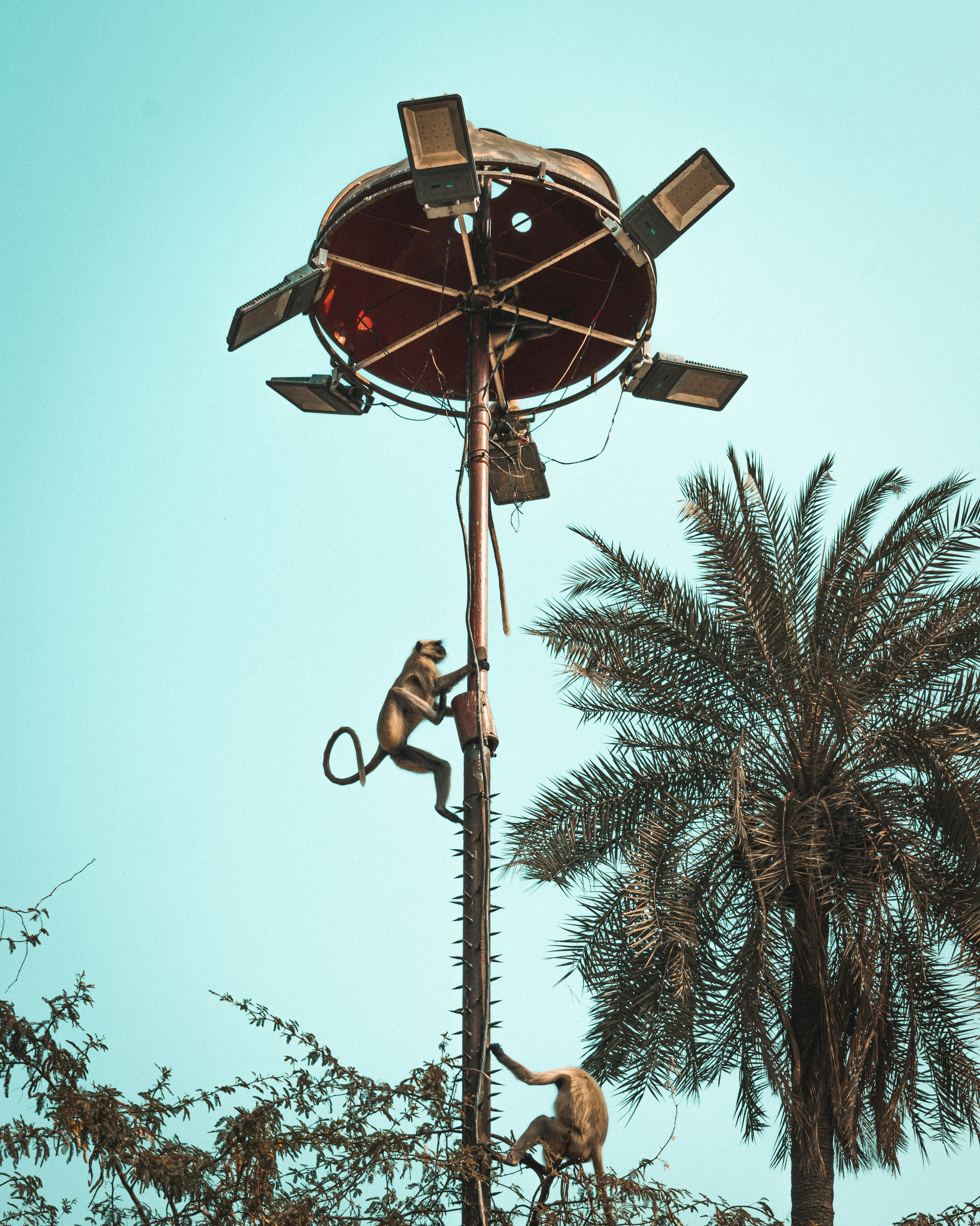 a monkey is climbing up a lamp post