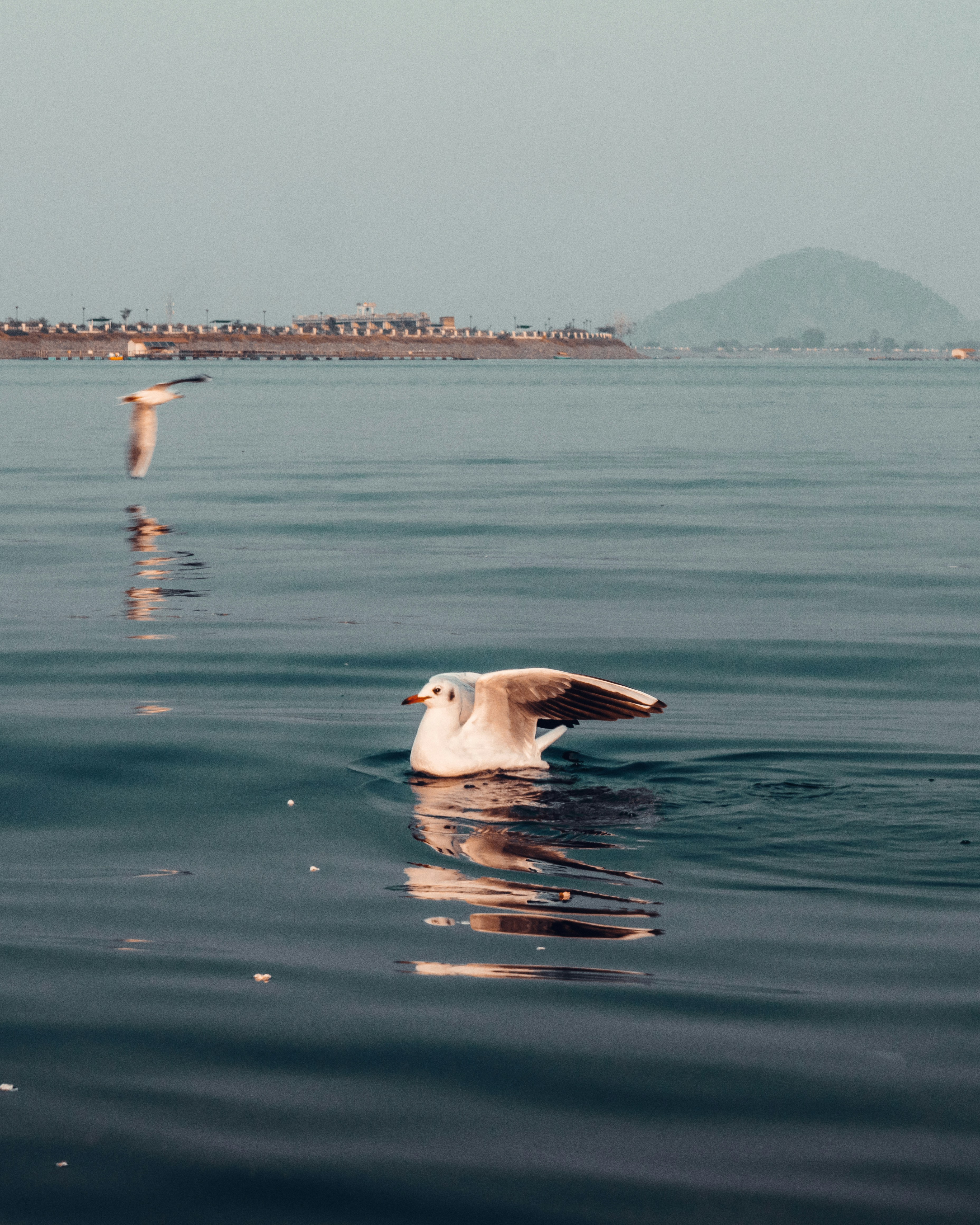 Seagull in Calm Harbor: Glide Above Mirrors of Blue