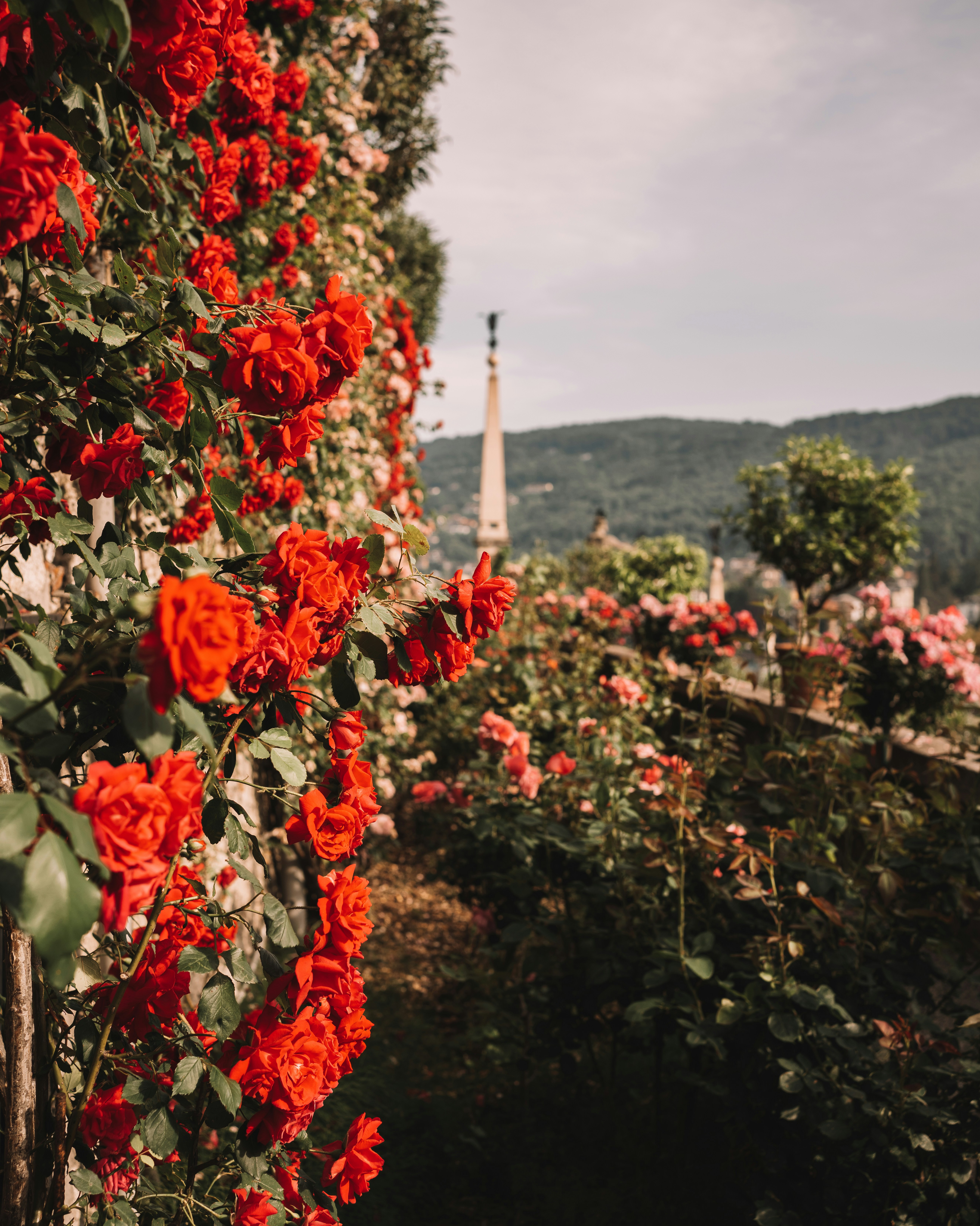 Un rosal con flores rojas creciendo en él foto – Imagen de Fondo de ...