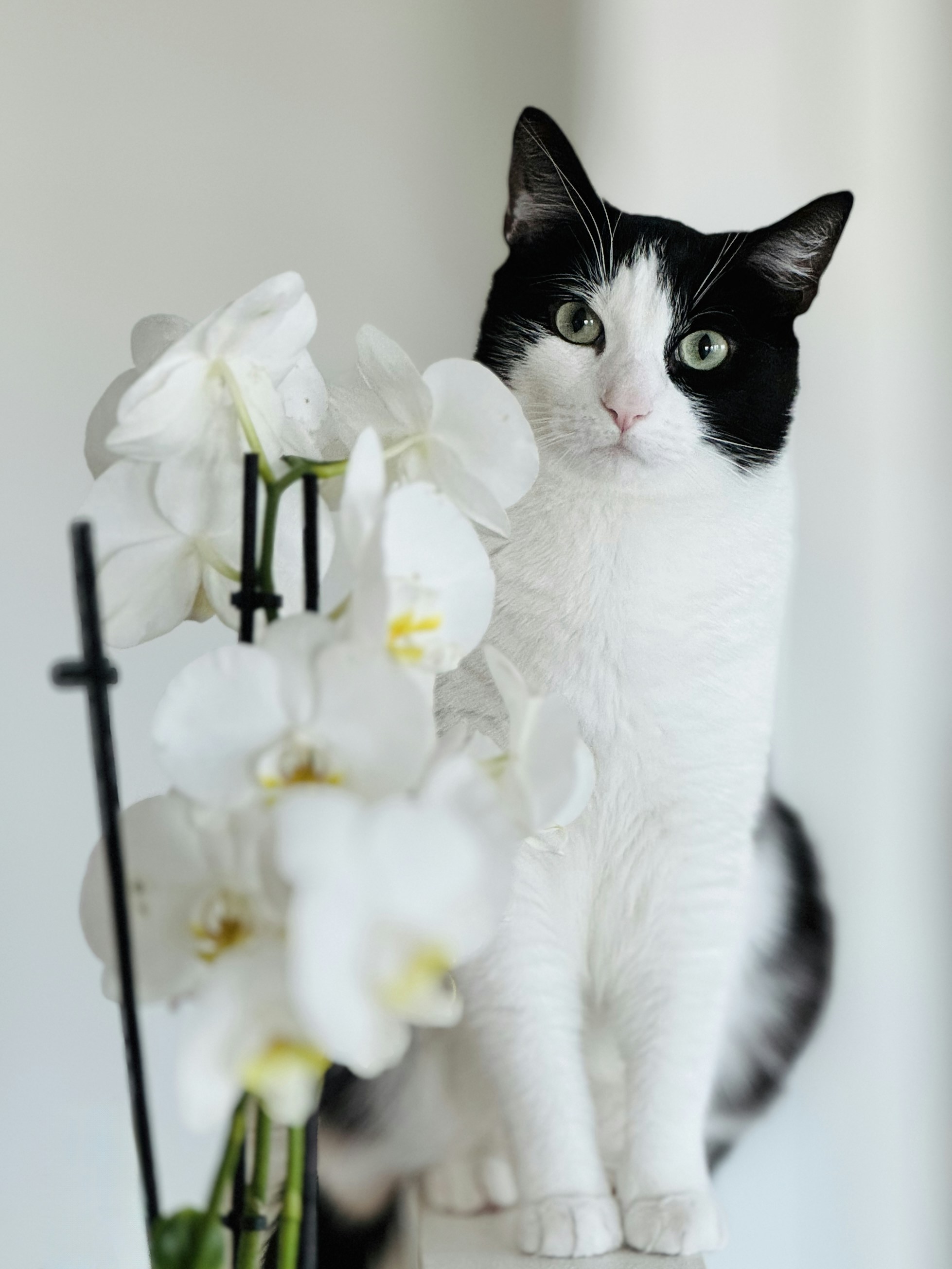 Curious Gaze in a White Garden: Black-and-White Cat by Orchid Bloom
