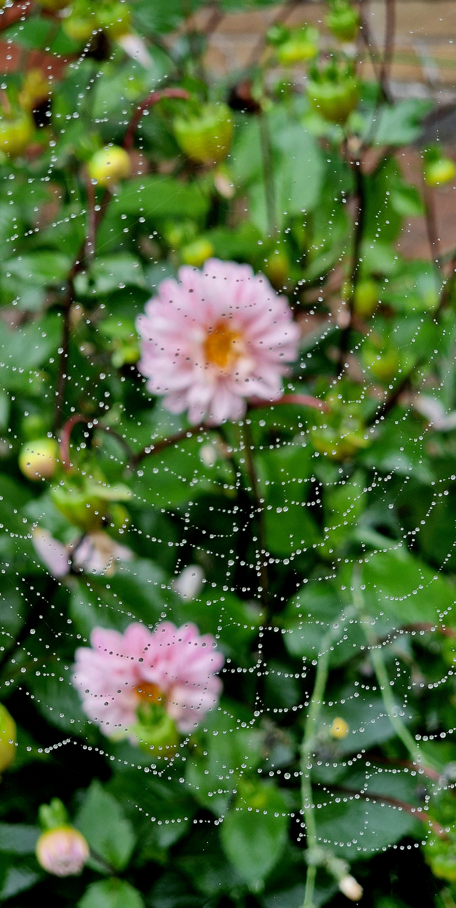 Dew-Laced Spiderweb Framing a Pink Dahlia in a Quiet Garden