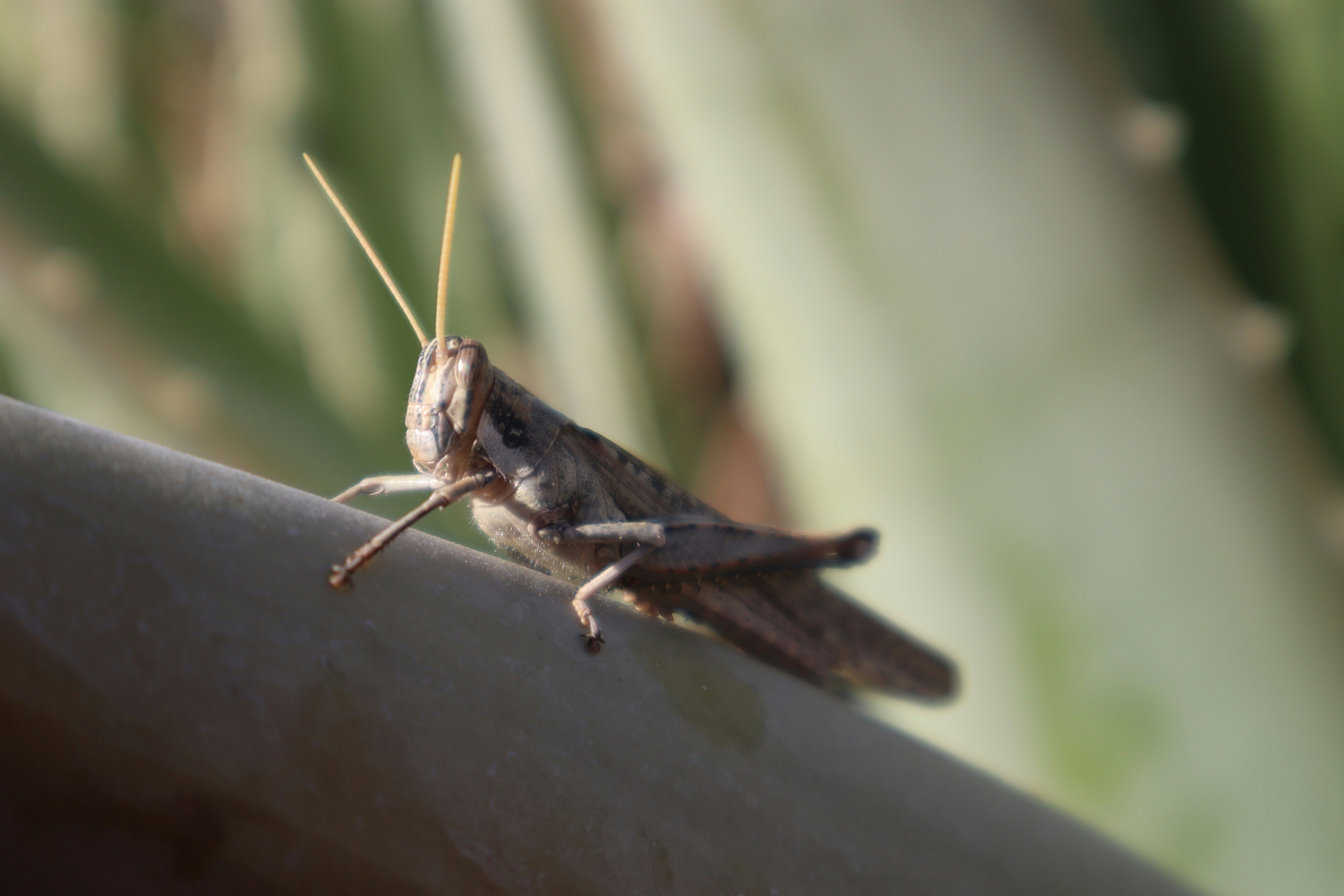 Edgewalker on a Sunlit Blade: Macro Portrait of a Leaf-Dweller