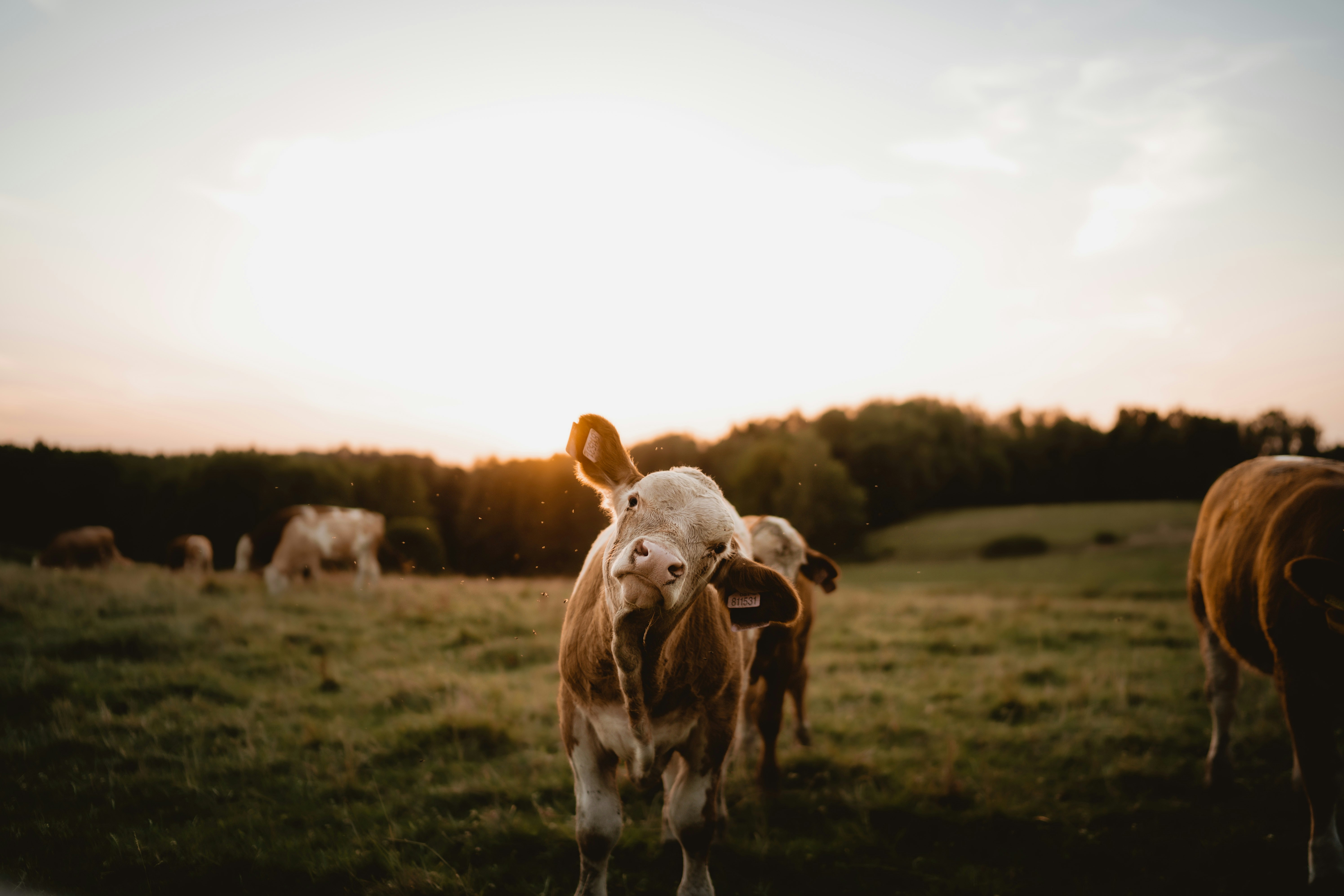 A group of cows standing on top of a lush green field photo – Free Animal Image on Unsplash