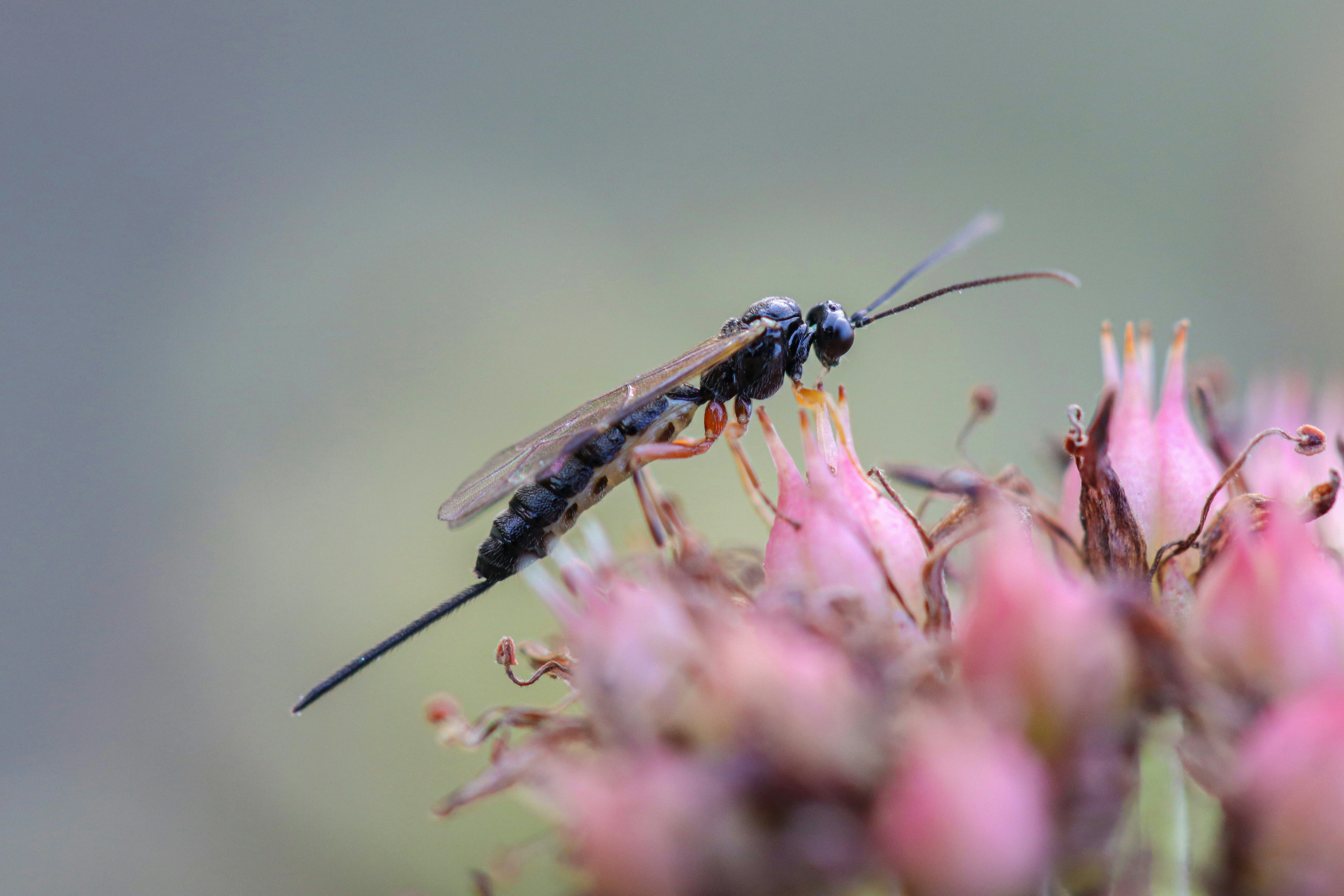 Tiny Wasp on Pink Bloom: A Delicate Macro Encounter