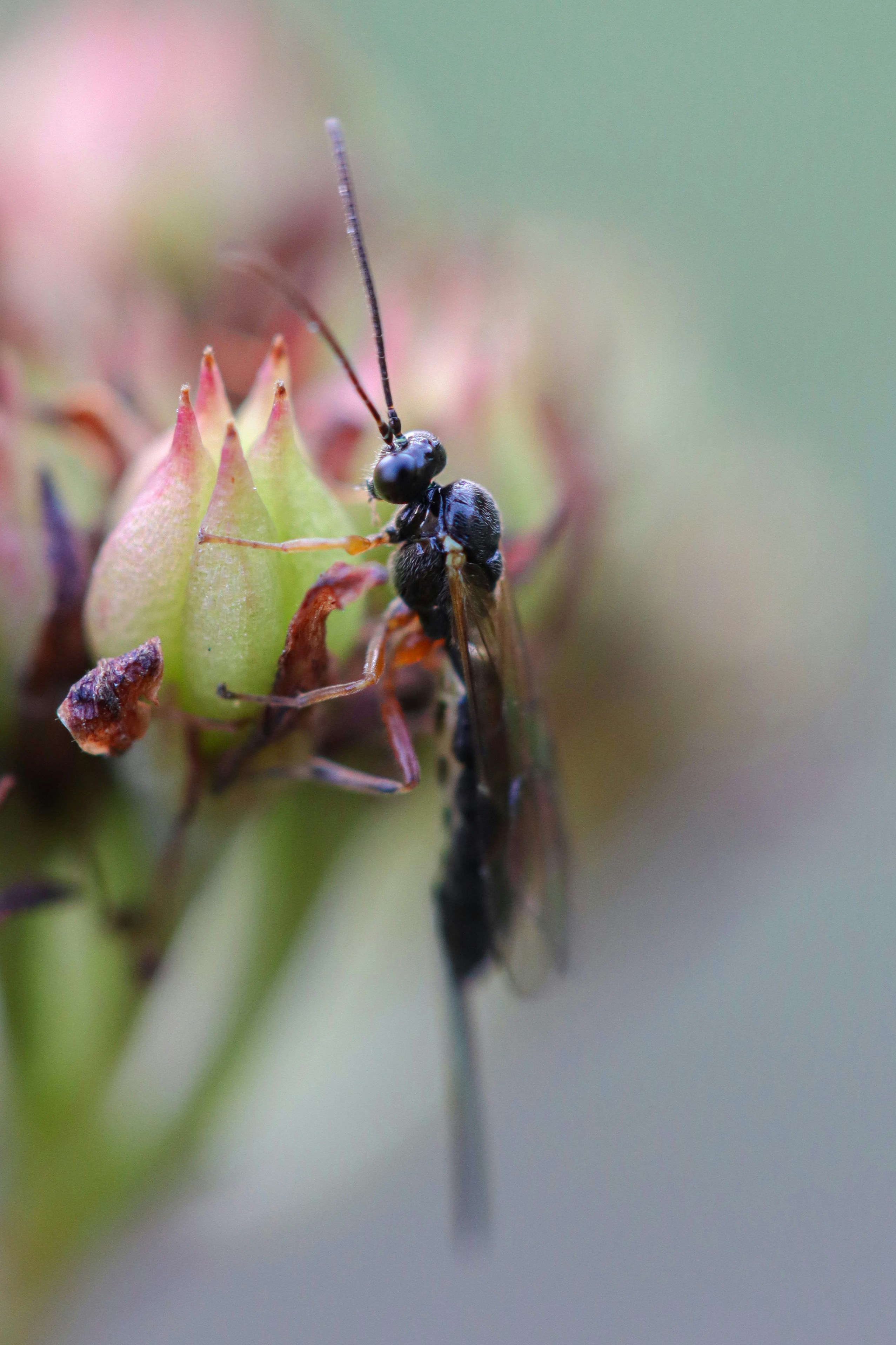 Macro Portrait of a Winged Insect on a Bud