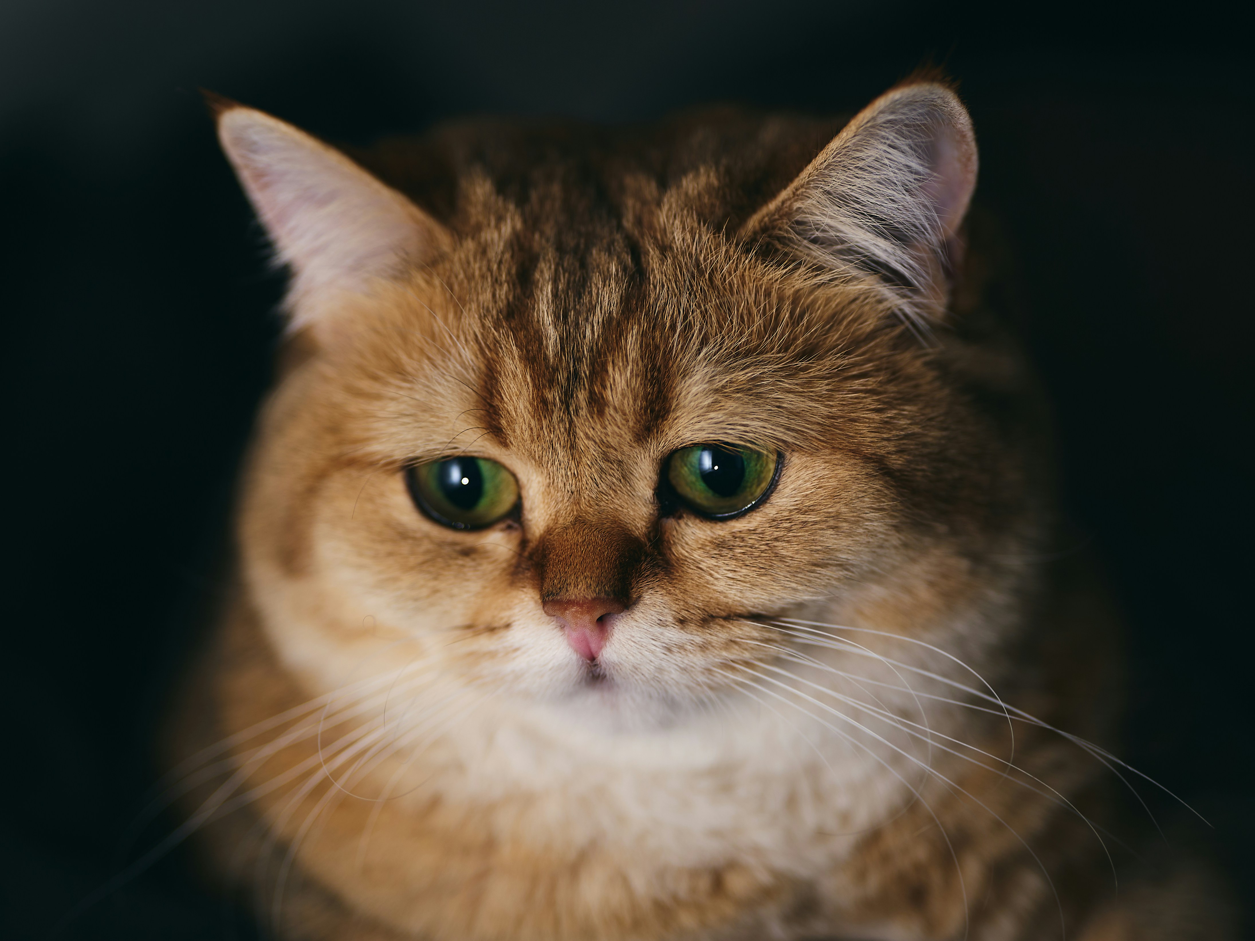 30,000+ Sad Cat Pictures | Download Free Images on Unsplash